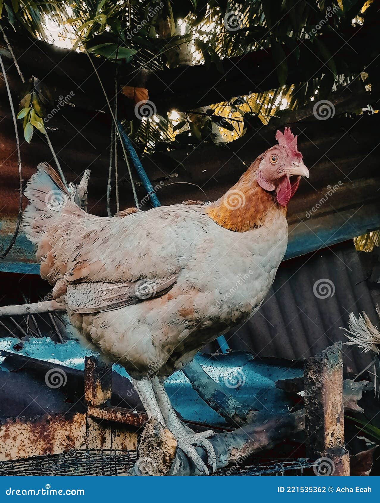 Chicken Han in the Cool Morning ðŸ ” Stock Photo - Image of waterbird ...