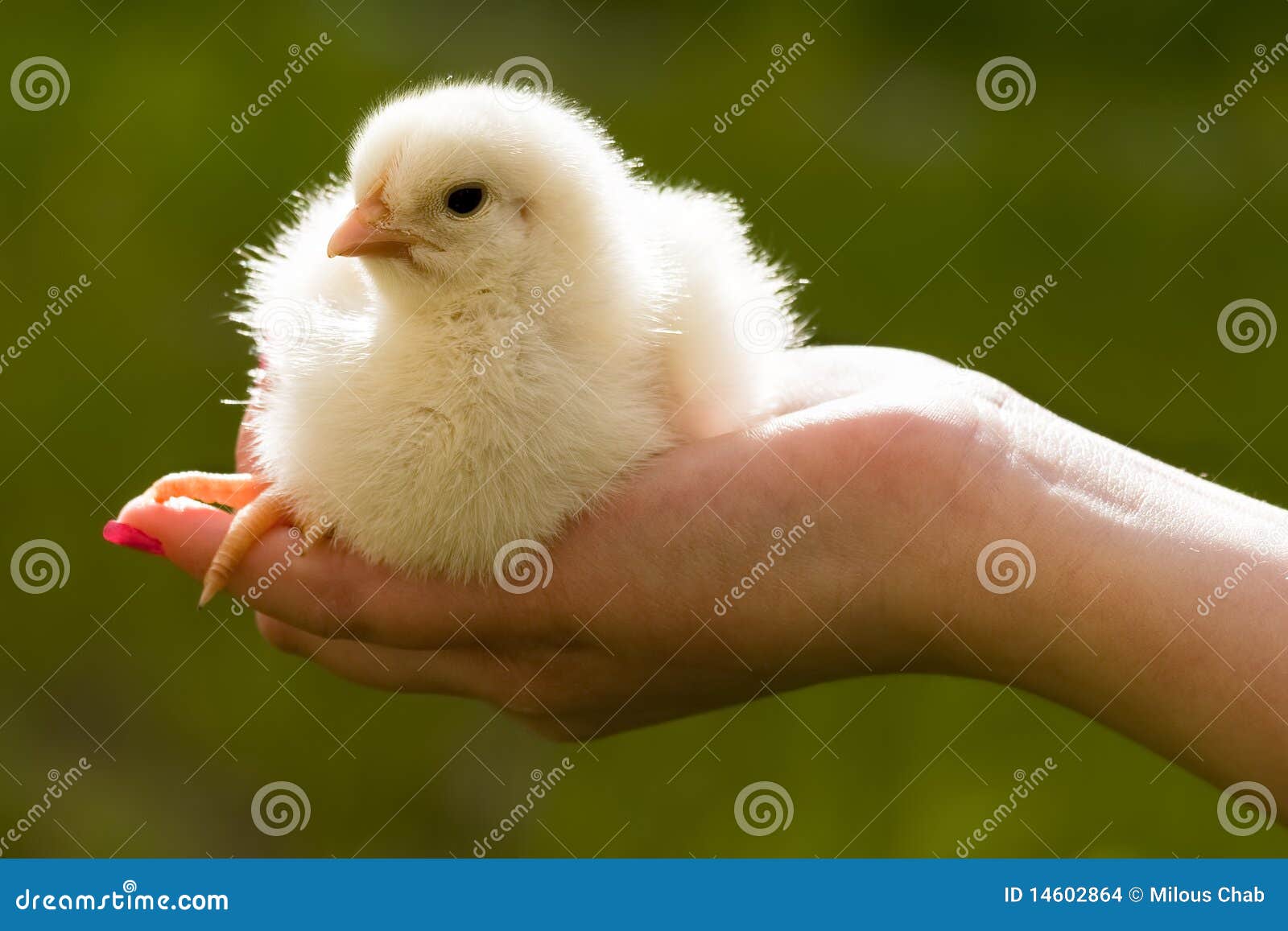 Chicken in hand stock photo. Image of lighting, chick - 14602864