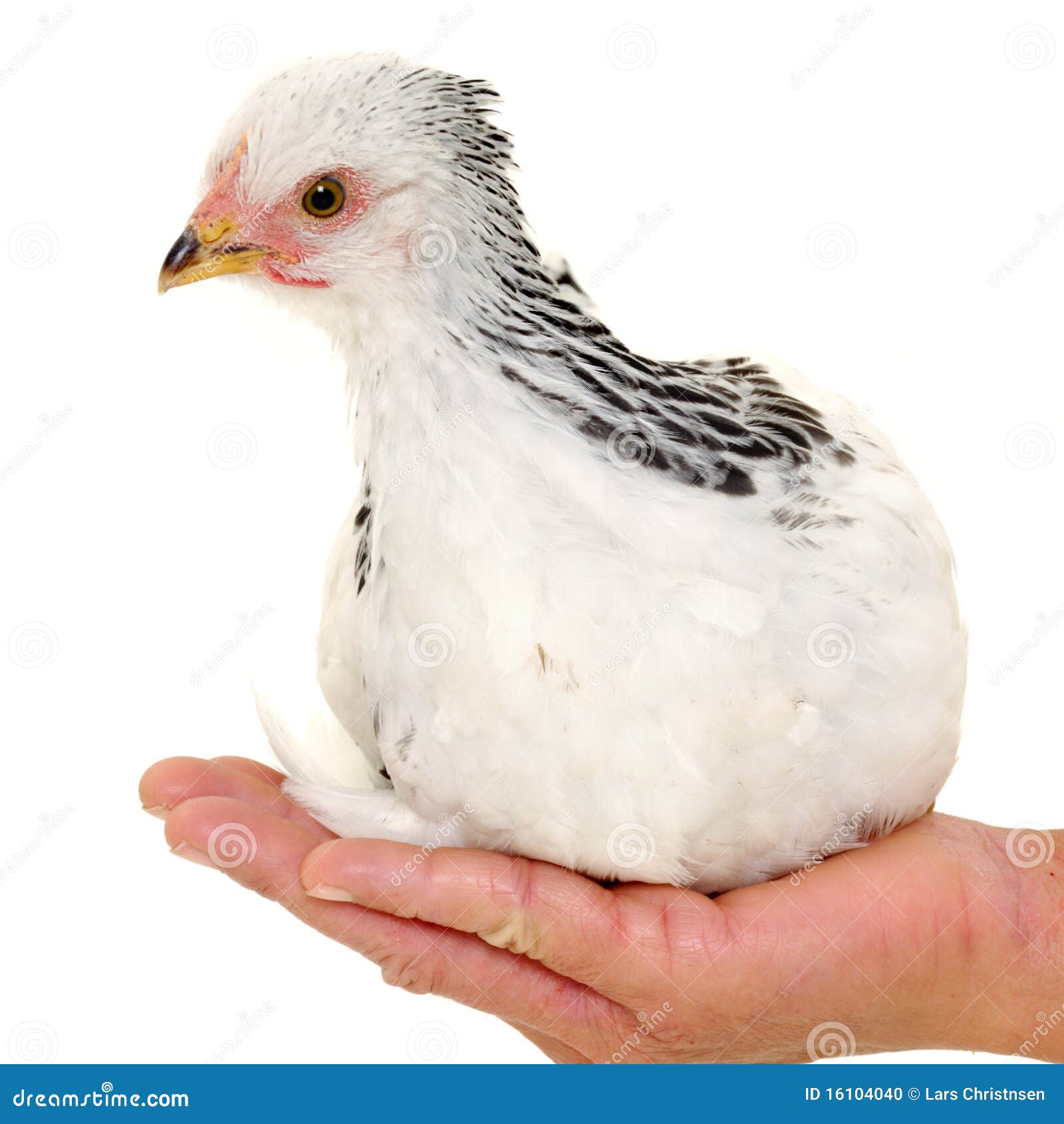 Chicken in hand stock photo. Image of livestock, bird - 16104040