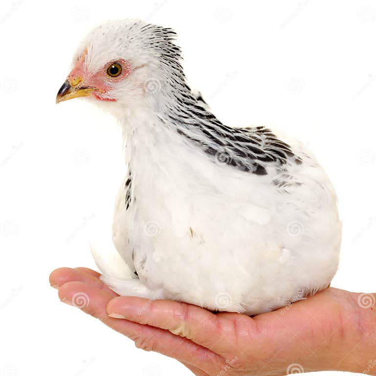 Chicken in hand stock photo. Image of livestock, bird - 16104040