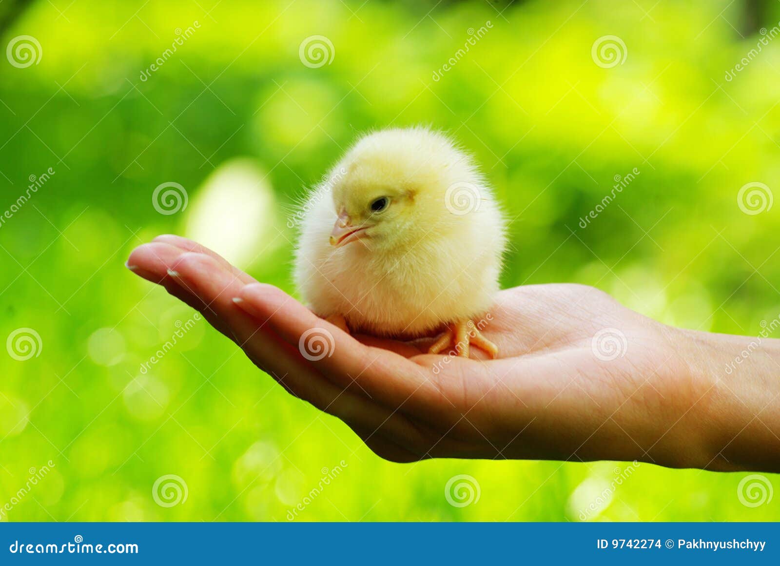 Chicken in hand stock photo. Image of little, bird, baby - 9742274