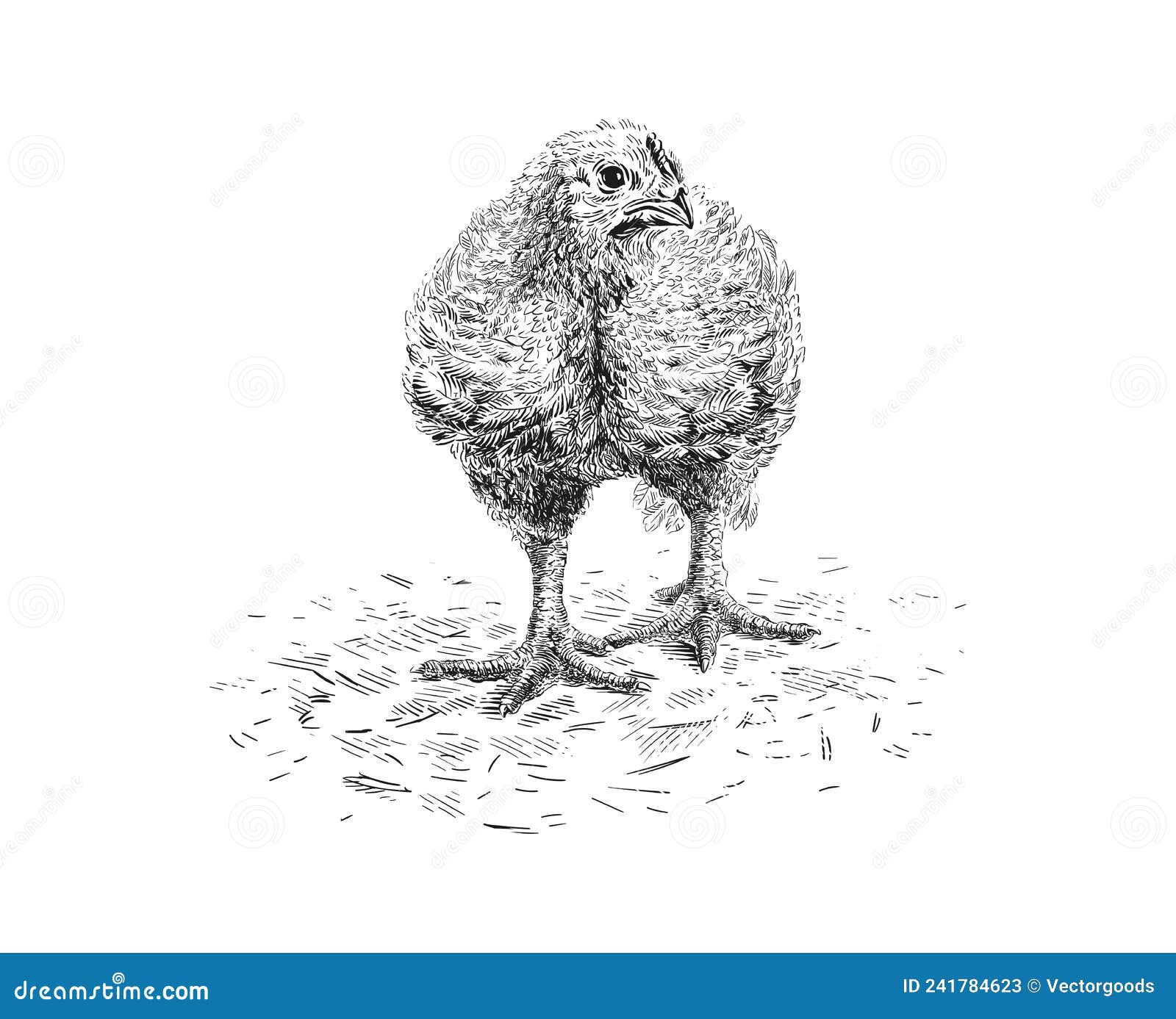 Chicken Hand Drawing Sketch Engraving Illustration Style Stock Vector ...