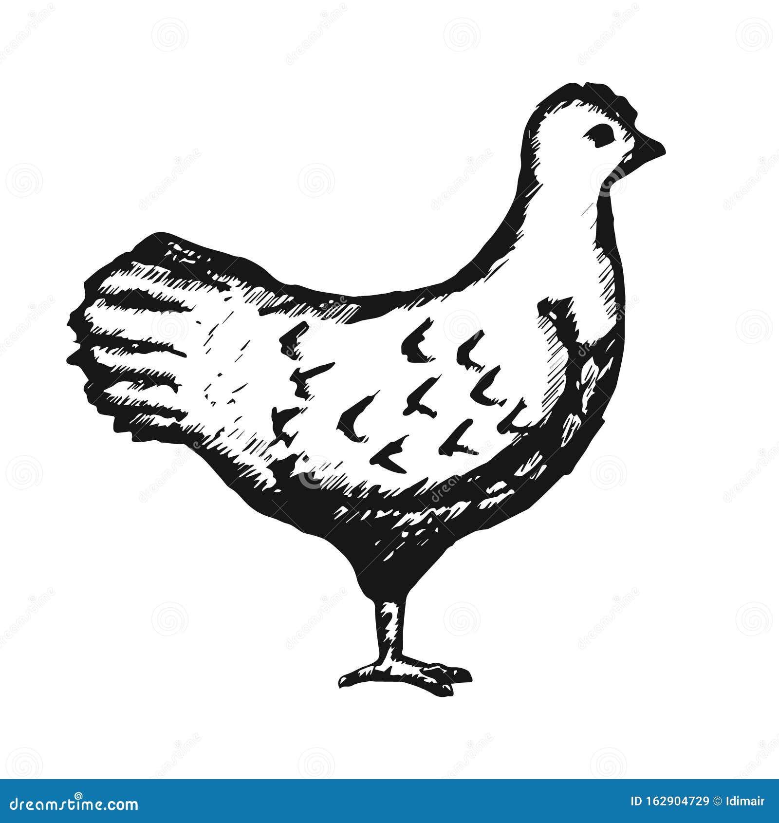 Chicken Hand Drawn on White Background. Vector Stock Vector ...