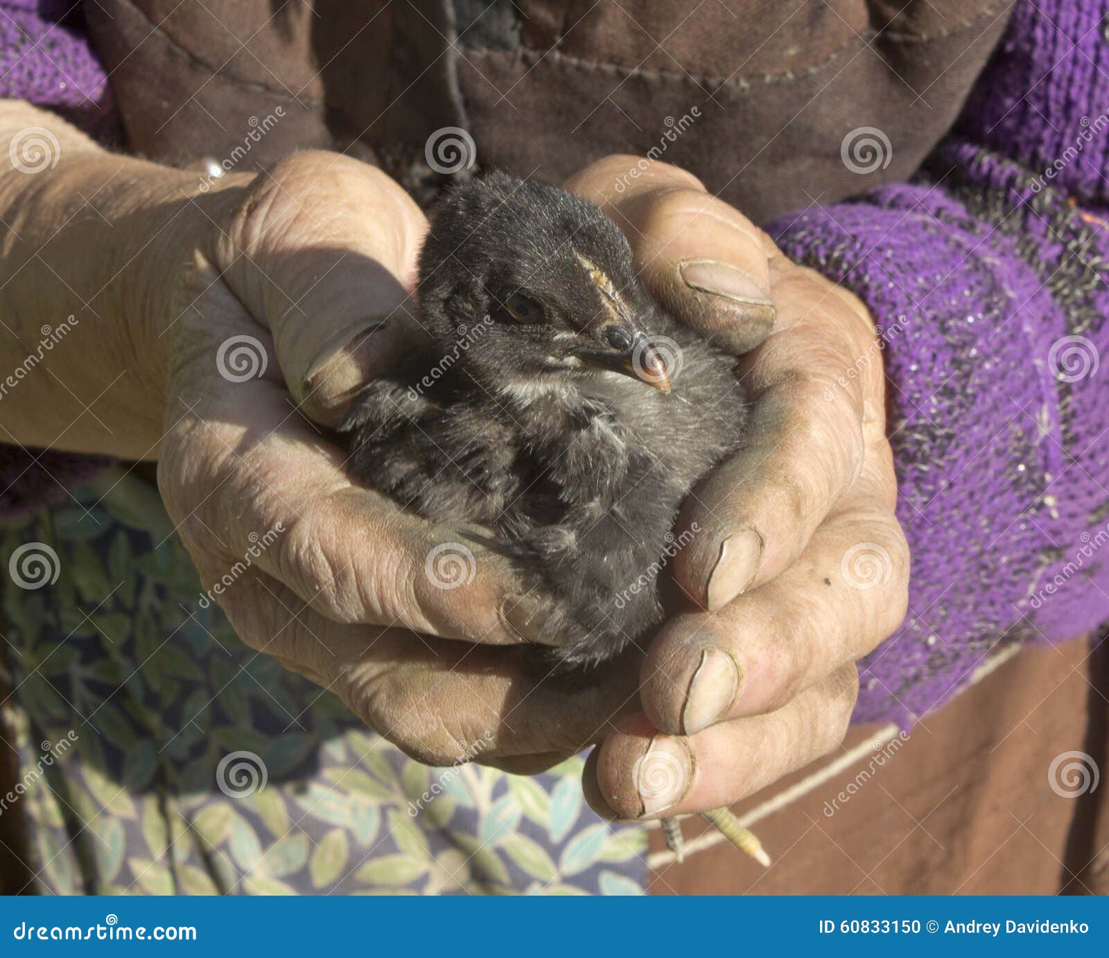 Chicken in hand peasant. stock photo. Image of peasant - 60833150