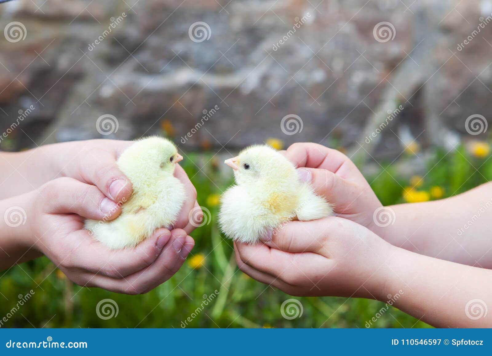 Chicken in hand. stock image. Image of little, care - 110546597