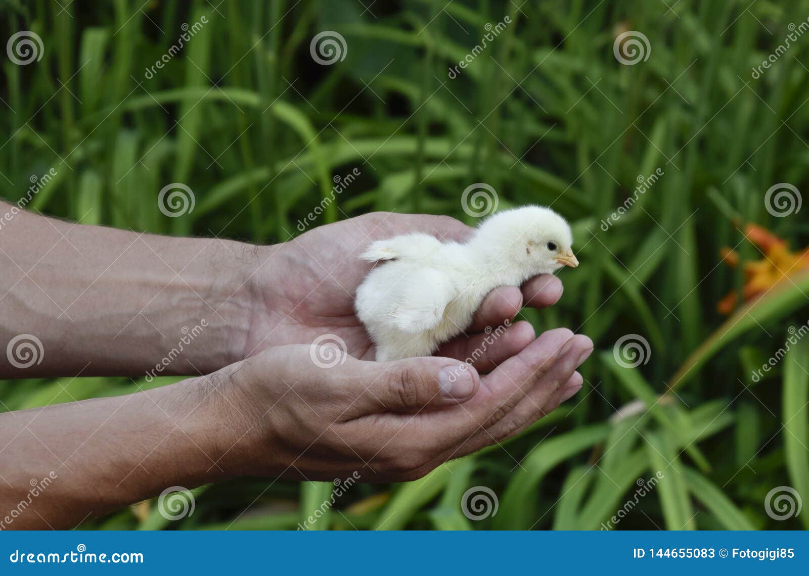 Chicken in Hand. the Small Newborn Chicks in the Hands Stock Image ...