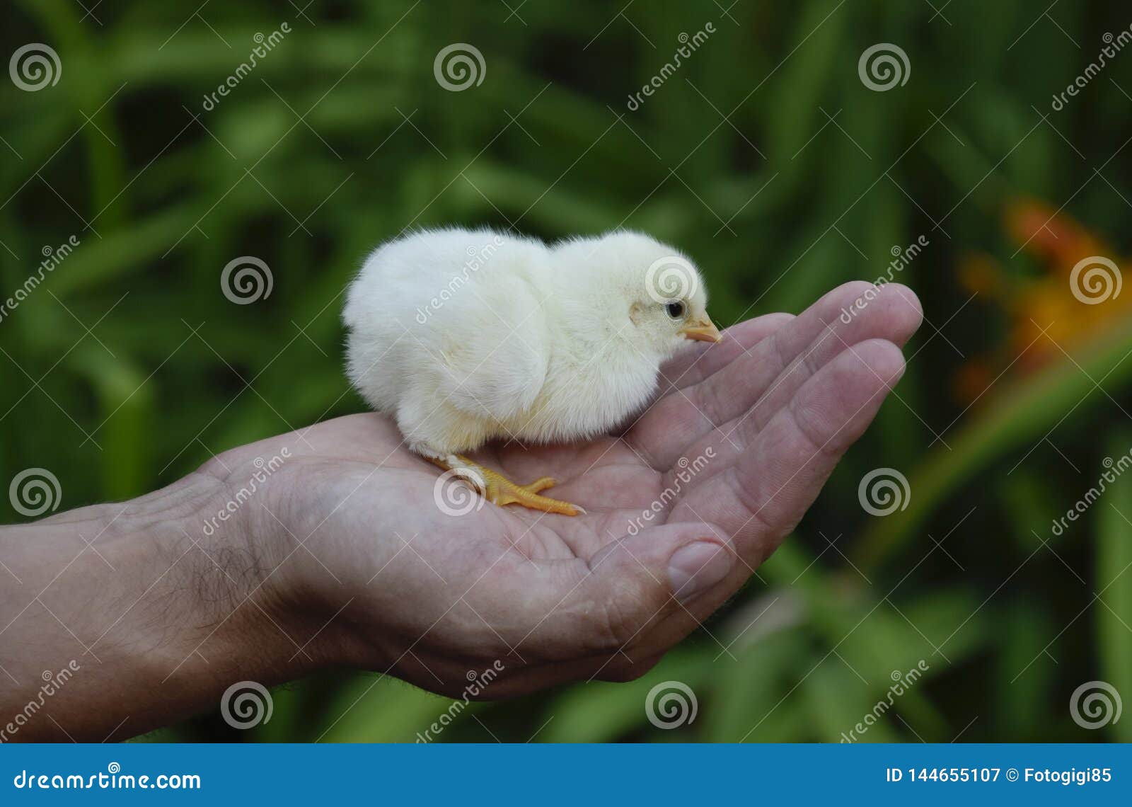 Chicken in Hand. the Small Newborn Chicks in the Hands Stock Image ...