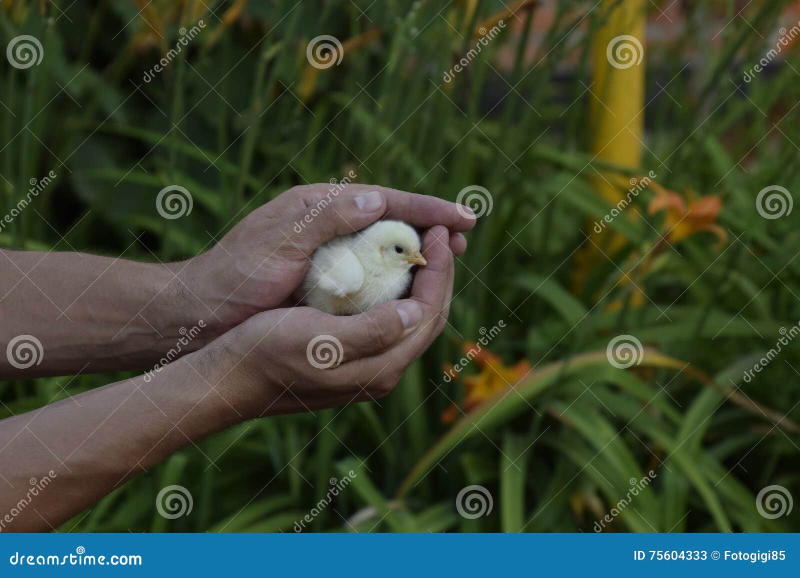 Chicken in hand stock image. Image of fauna, fluffy, animal - 75604333