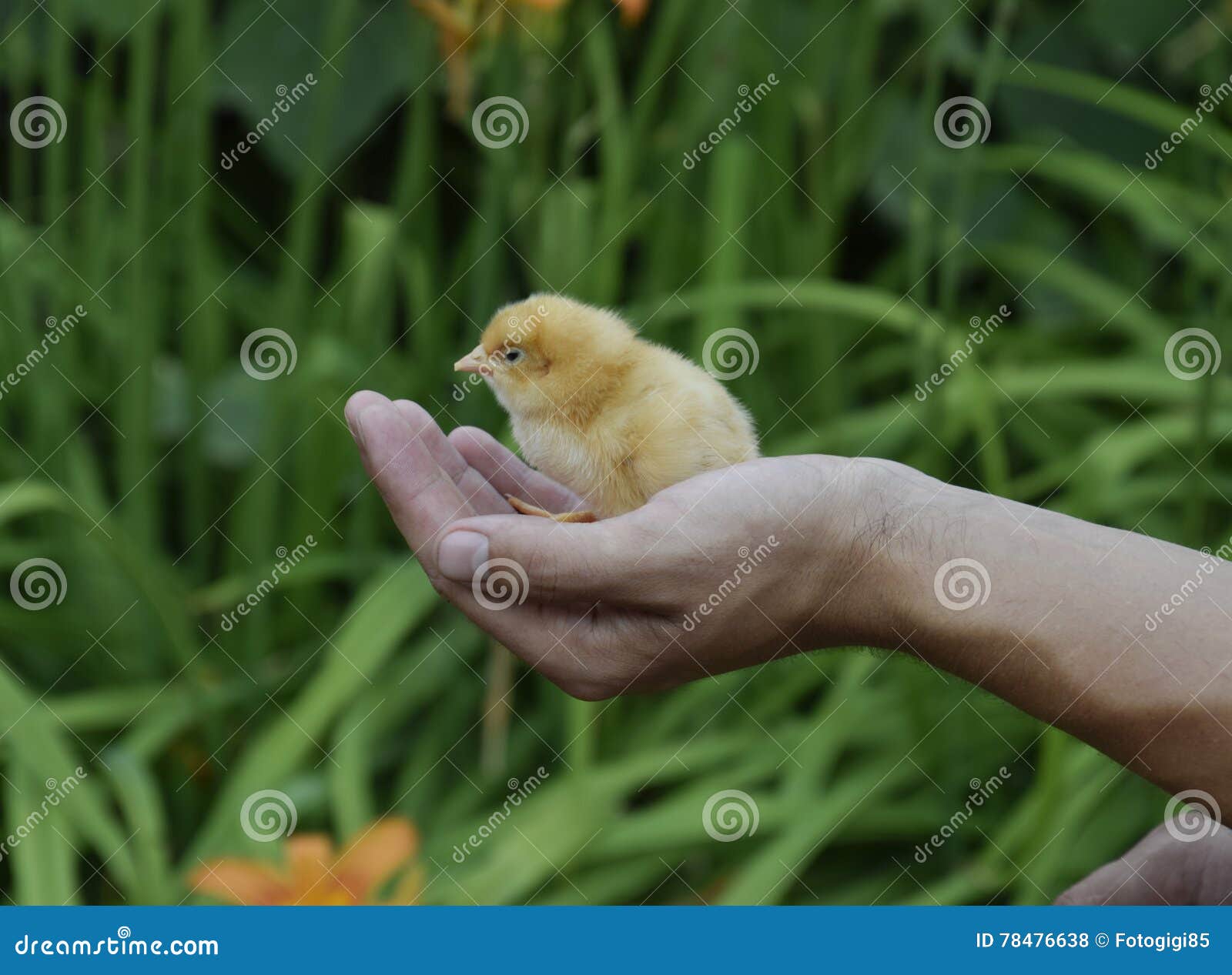 Chicken in Hand. the Small Newborn Chicks in the Hands of Man Stock ...