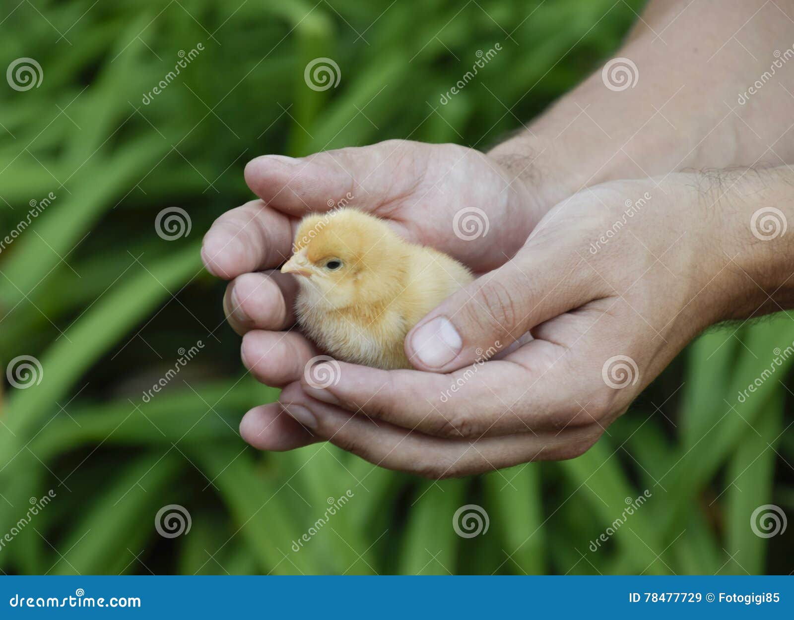 Chicken in Hand. the Small Newborn Chicks in the Hands of Man Stock ...