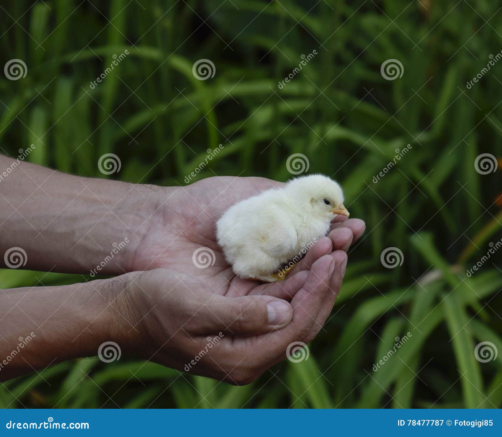 Chicken in Hand. the Small Newborn Chicks in the Hands of Man Stock ...
