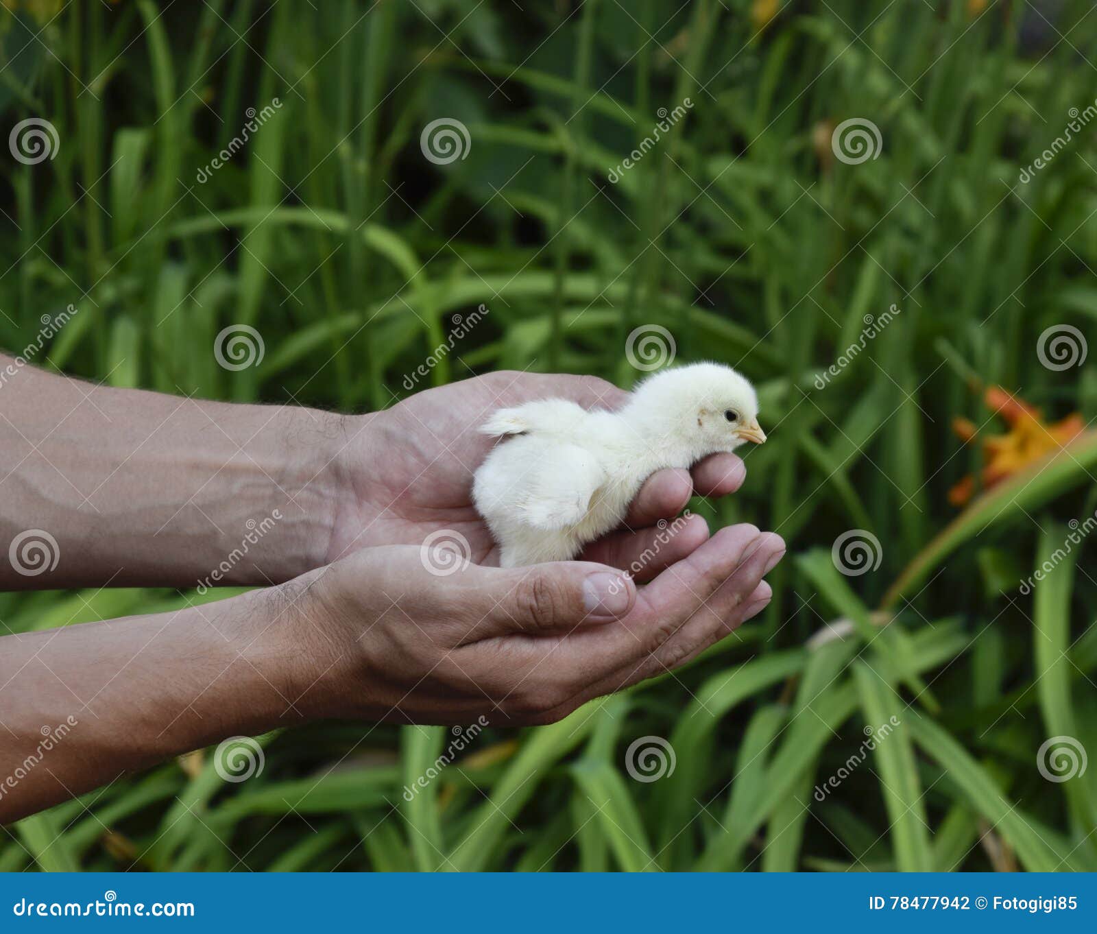 Chicken in Hand. the Small Newborn Chicks in the Hands of Man Stock ...