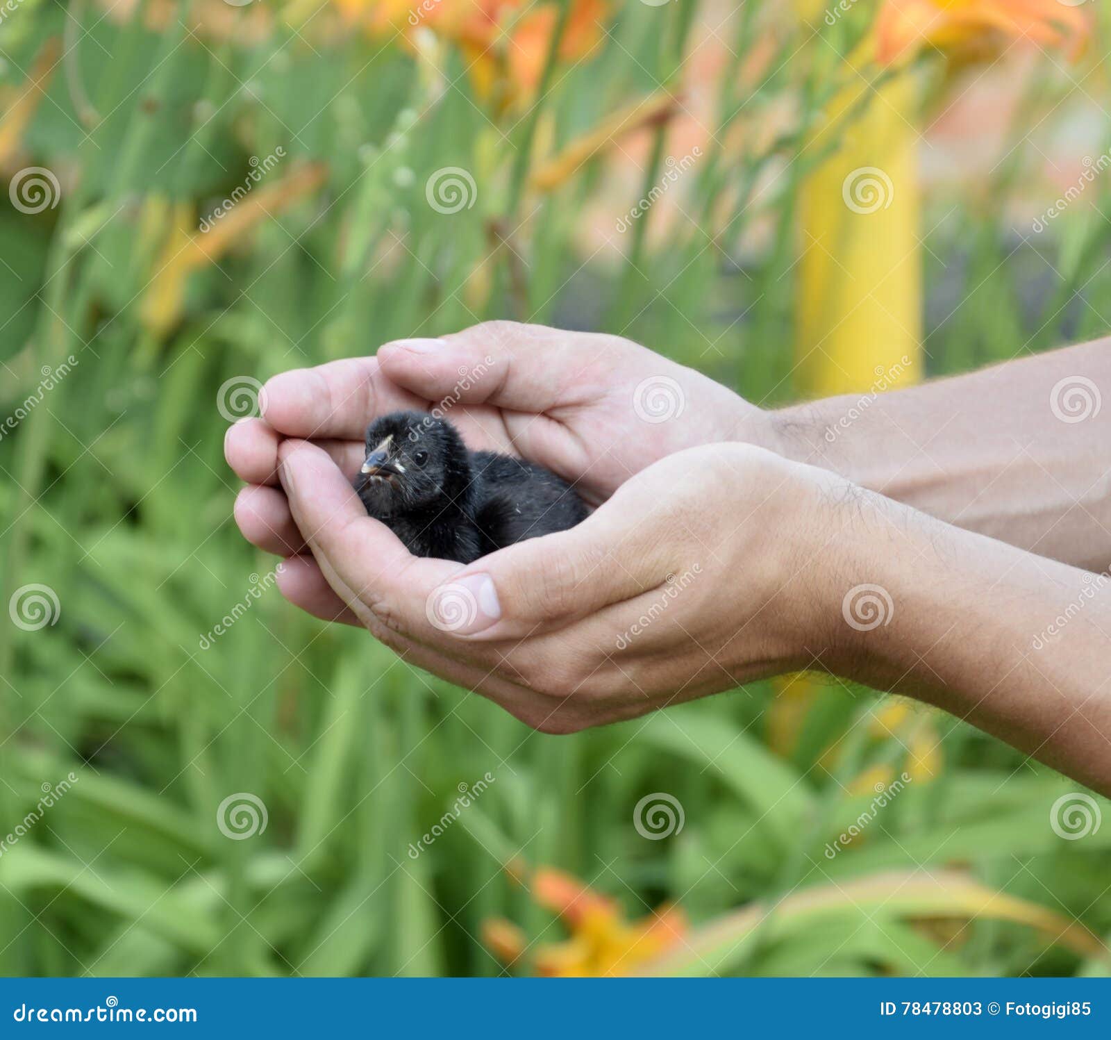 Chicken in Hand. the Small Newborn Chicks in the Hands of Man Stock ...