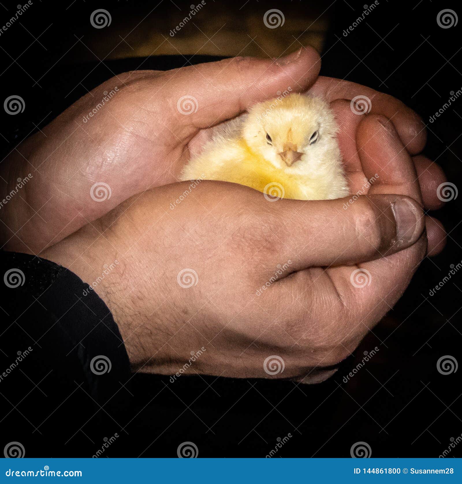 Chicken in hands stock photo. Image of hands, canon - 144861800