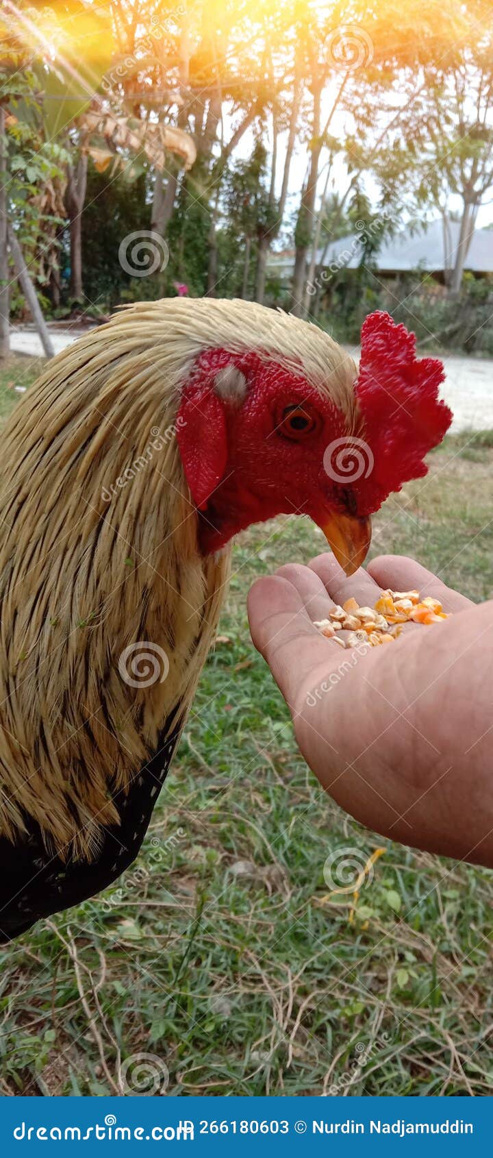 Chicken Handsome, Brave, and Hungry Today Stock Image - Image of brave ...