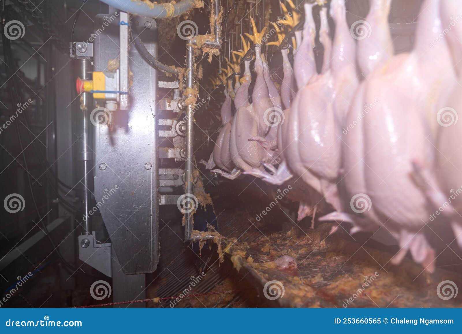 Chicken Hang on Rail Slide Out from Removal Feather Machine Stock Image ...