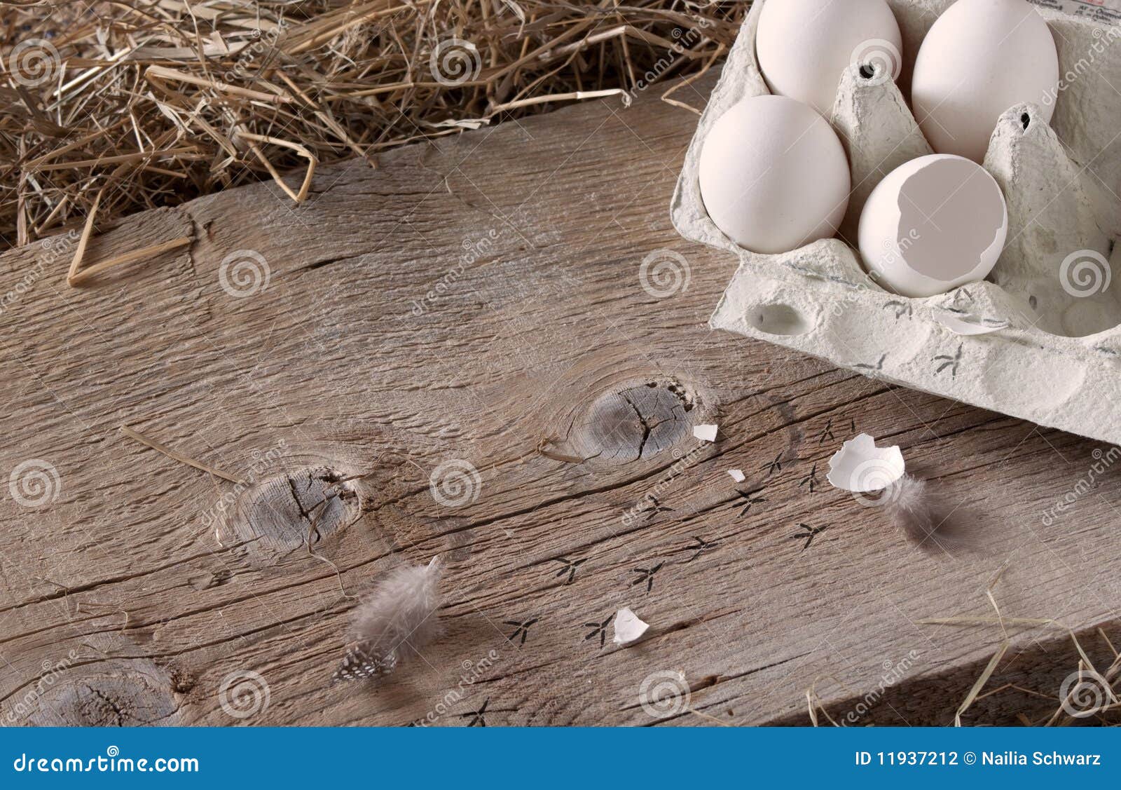 The Chicken Has Hatched ... Stock Photo - Image of agriculture, life ...