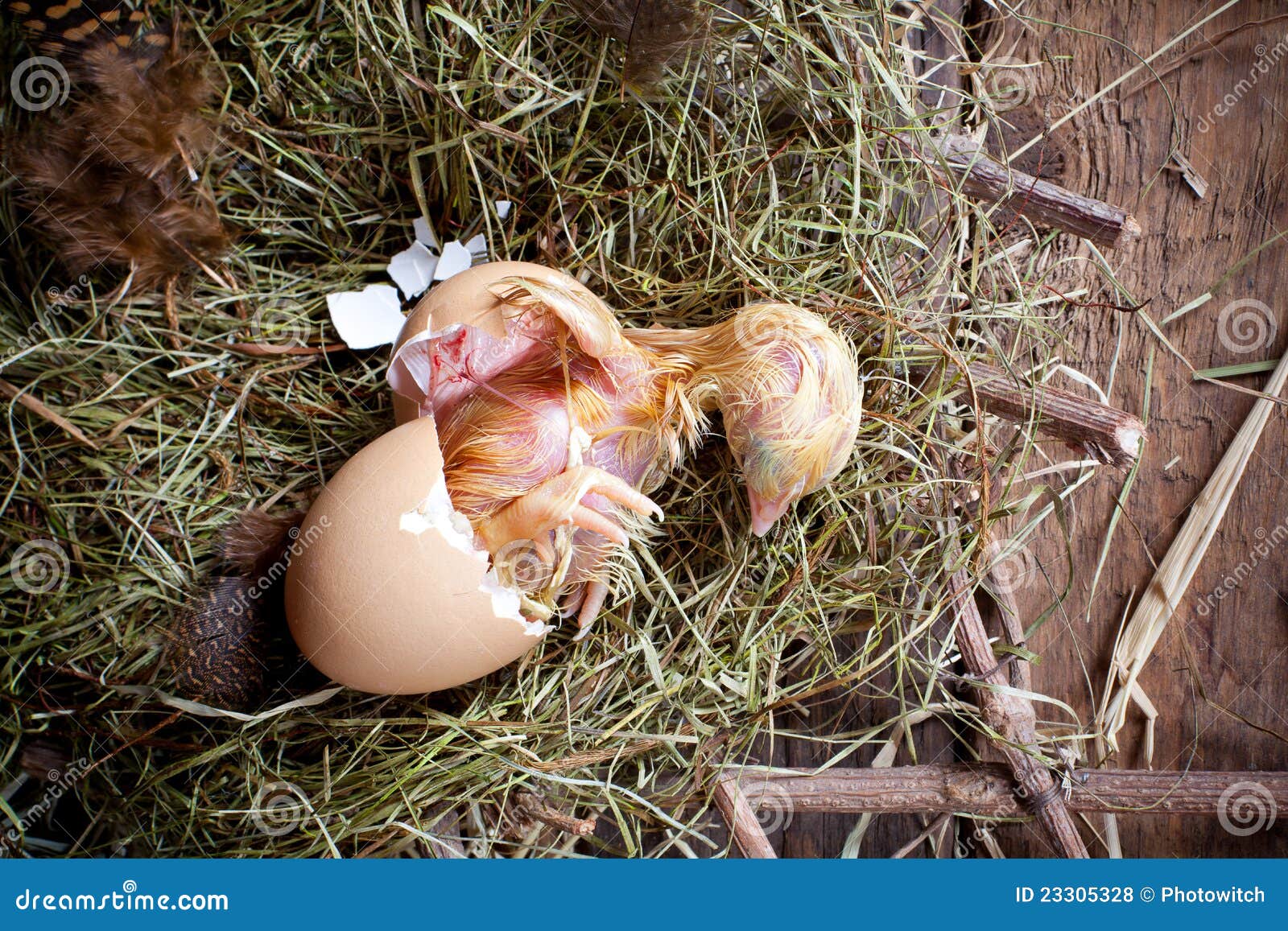 Chicken hatching stock photo. Image of hatching, small - 23305328