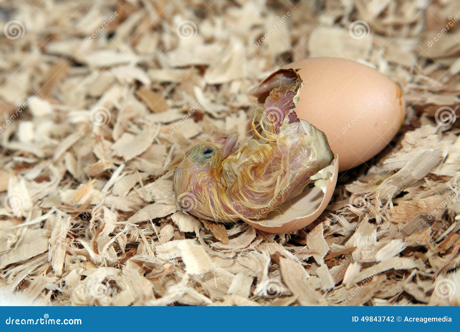 Chicken Hatching stock photo. Image of raised, cornish - 49843742