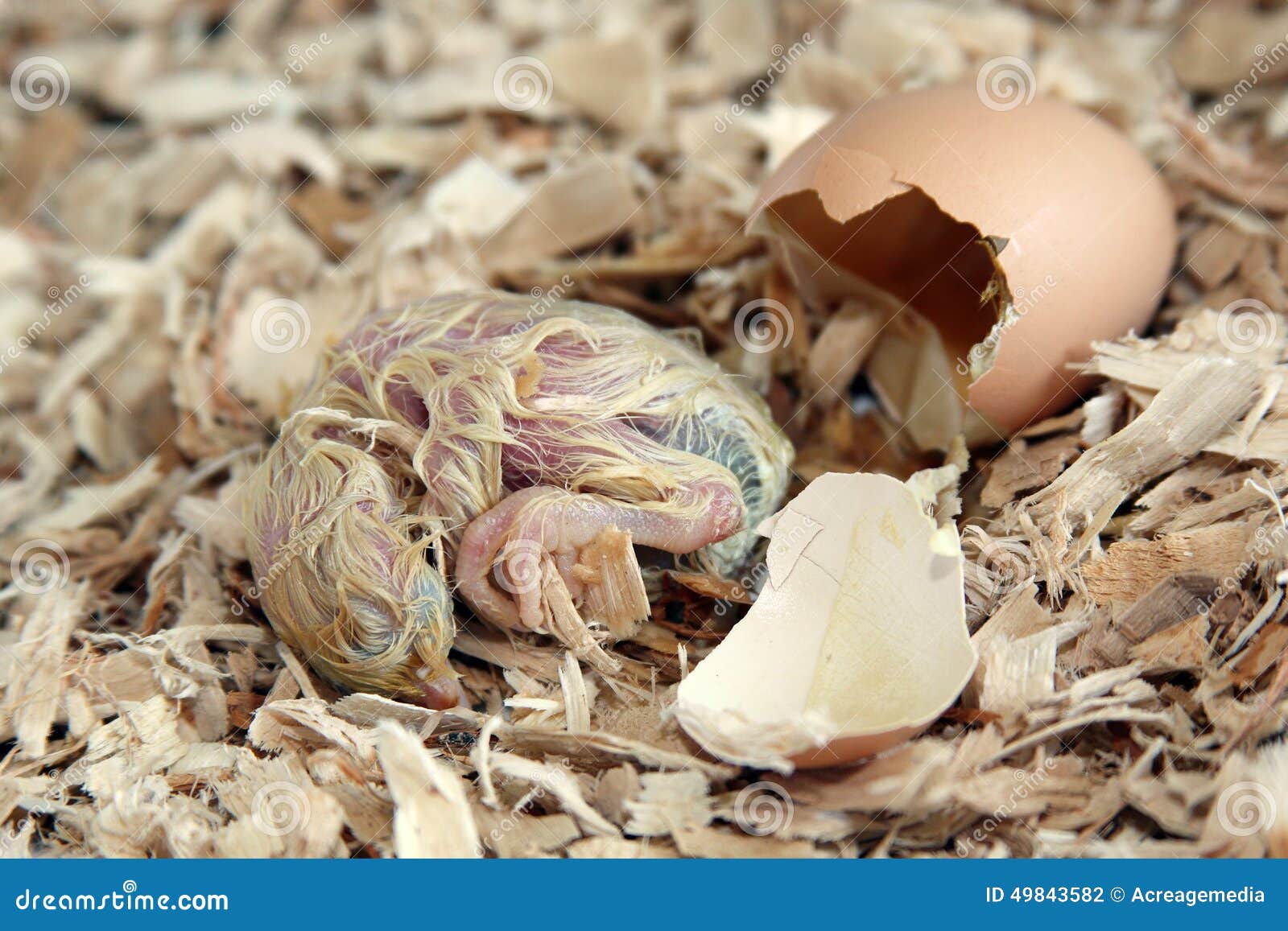 Chicken Hatching stock photo. Image of flock, hatching - 49843582