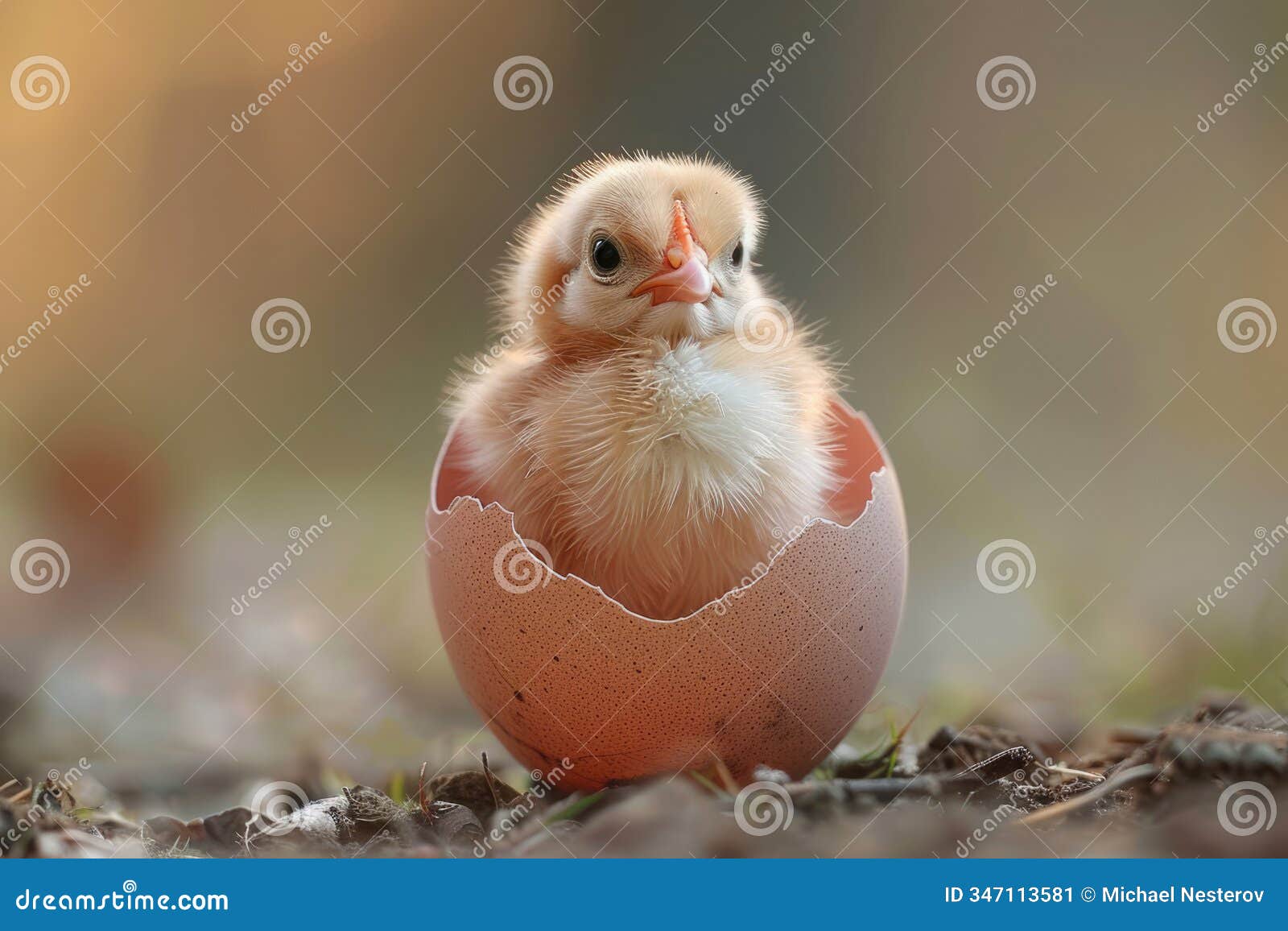 Chicken Hatching from an Egg Stock Image - Image of happy, fluffy ...