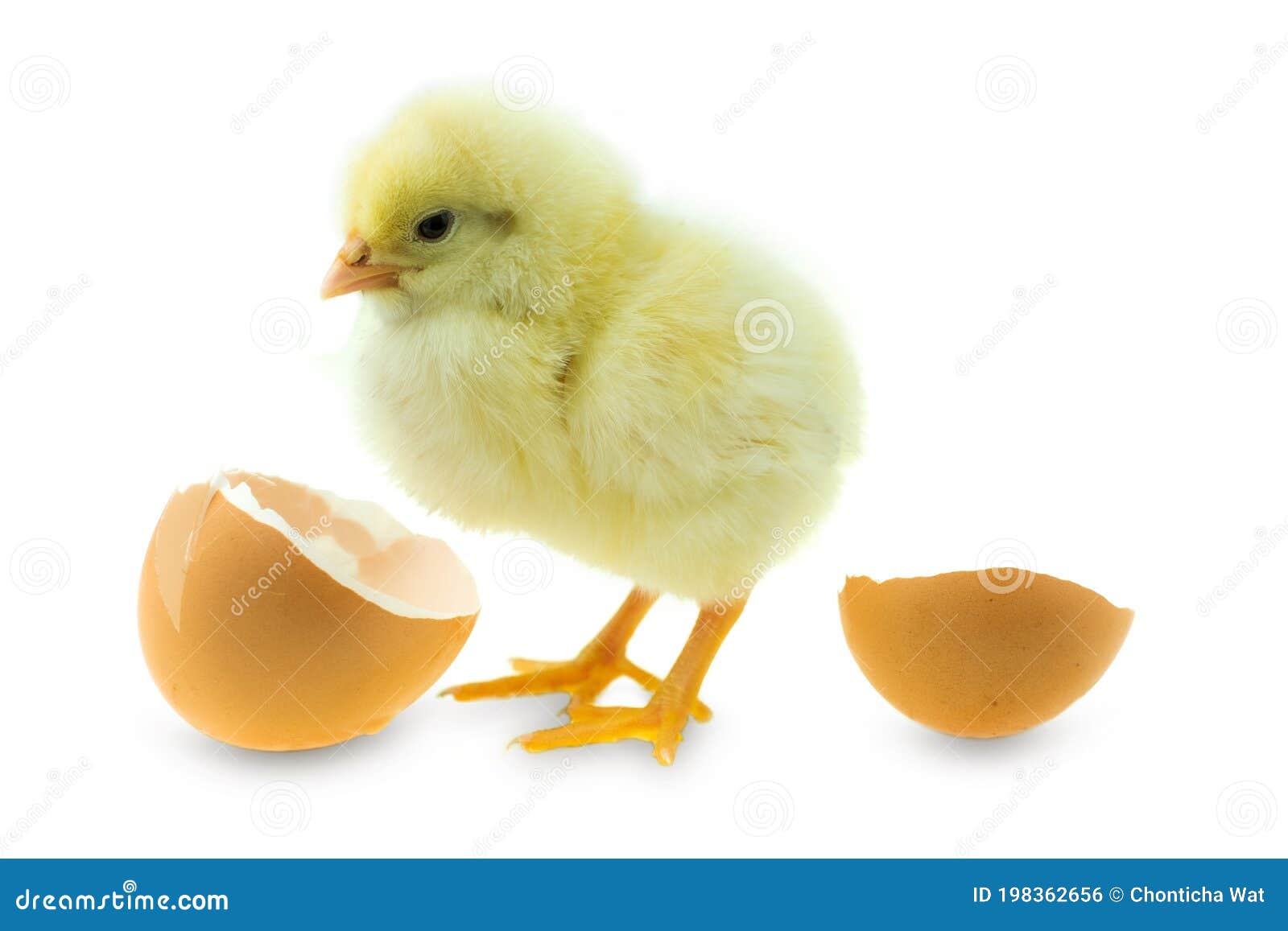 Baby Chickens Hatching