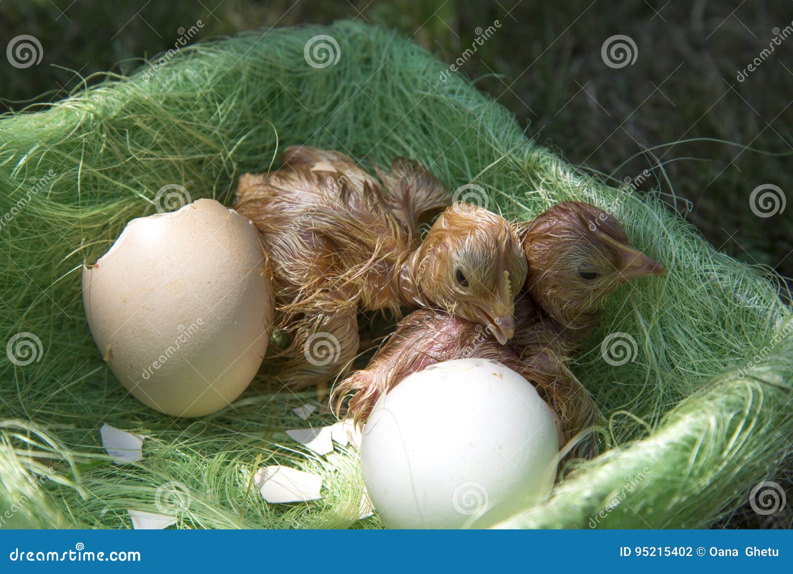Chicken Hatching from Egg stock photo. Image of cute - 95215402