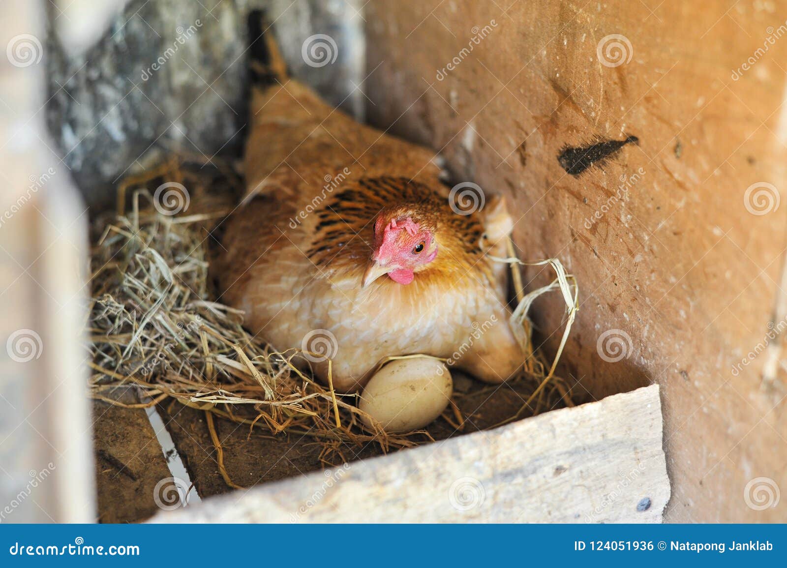 Chicken hatching eggs stock photo. Image of production - 124051936
