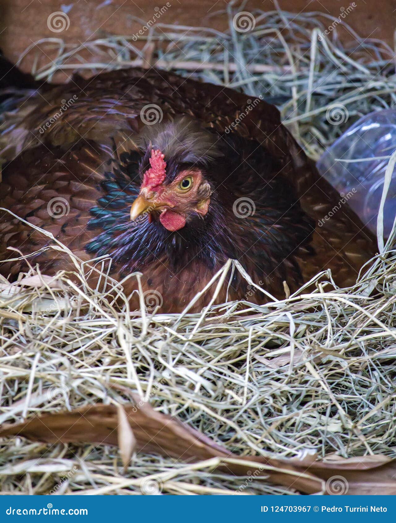 Chicken Hatching Eggs in Nest Stock Image - Image of brown, hens: 124703967