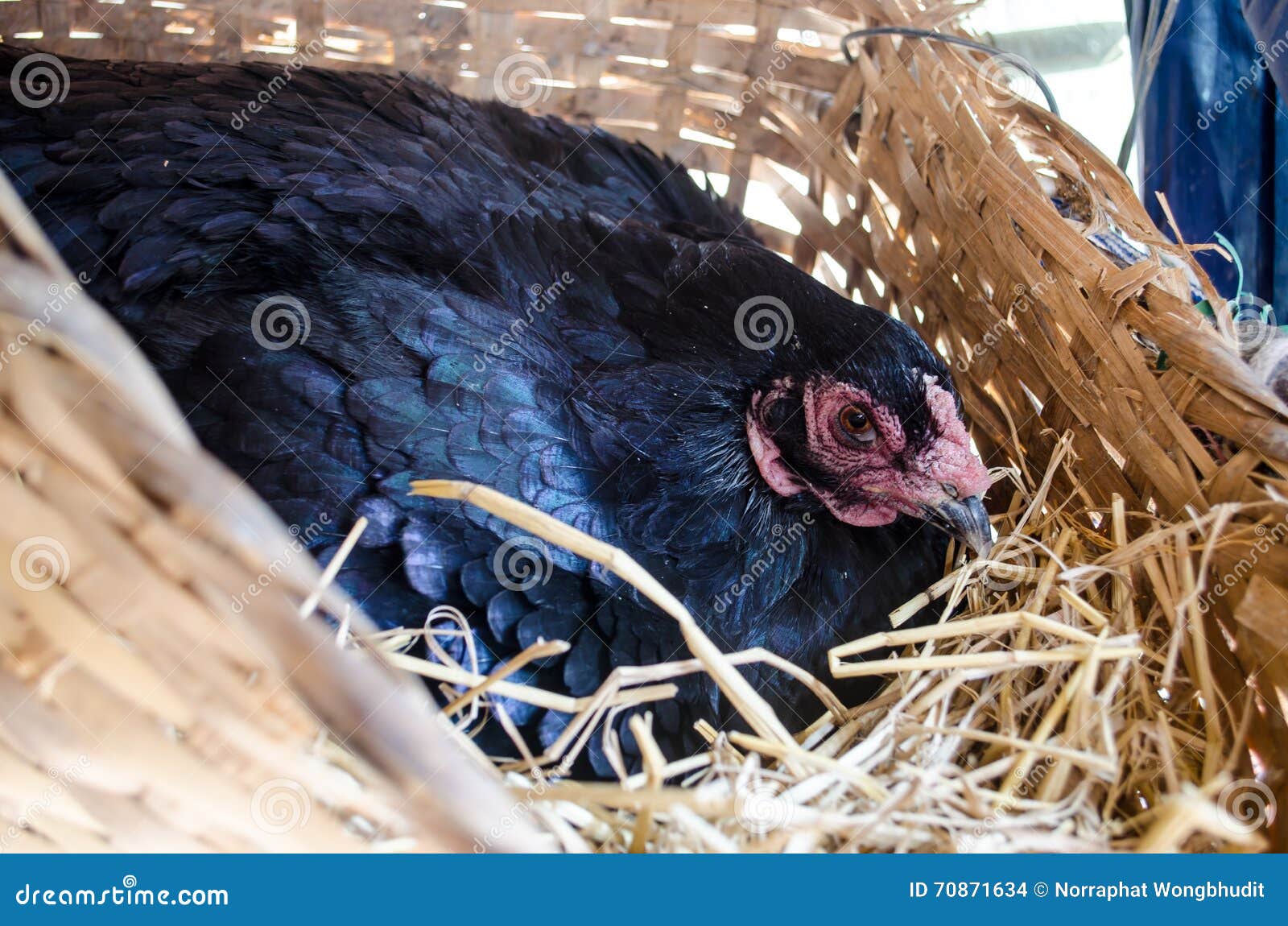 Chicken Hatching stock photo. Image of nest, hatching - 70871634