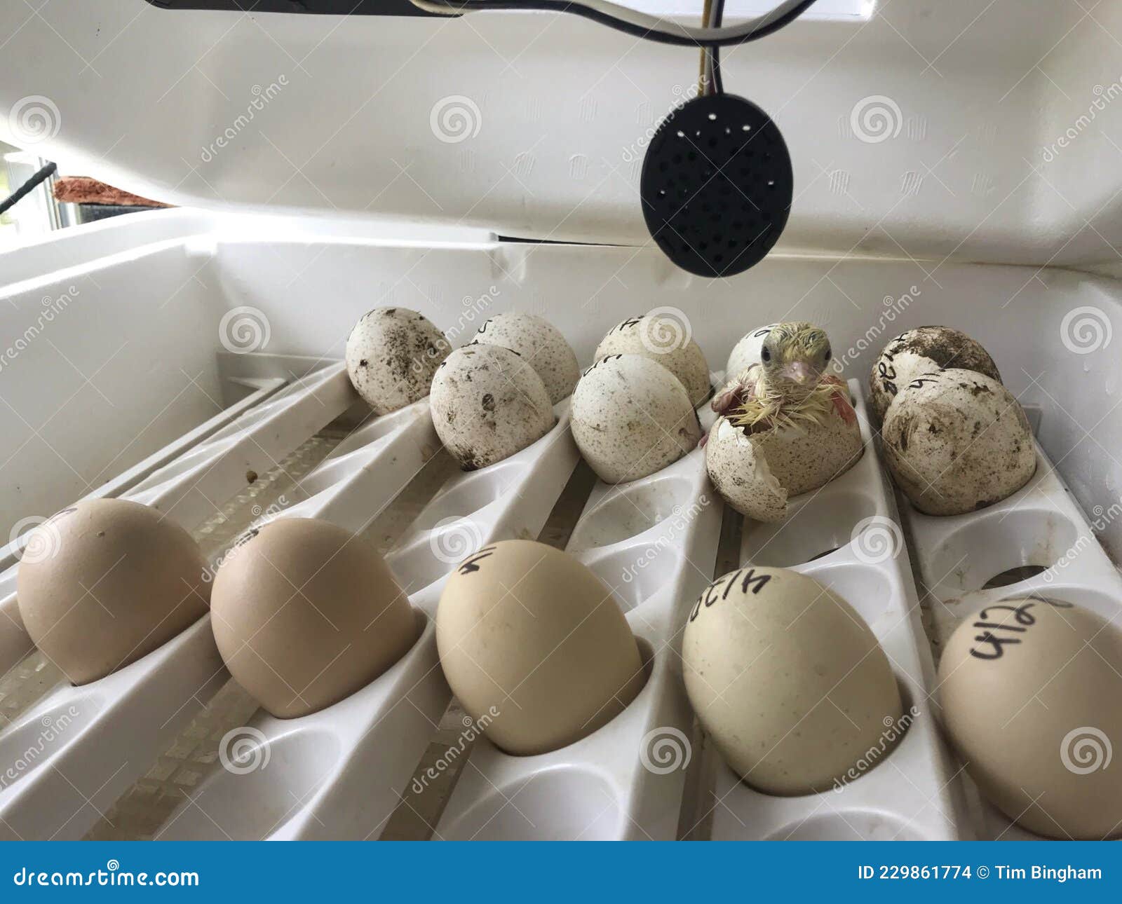 Chicken Hatching Inside Incubator Stock Photo - Image of turner ...