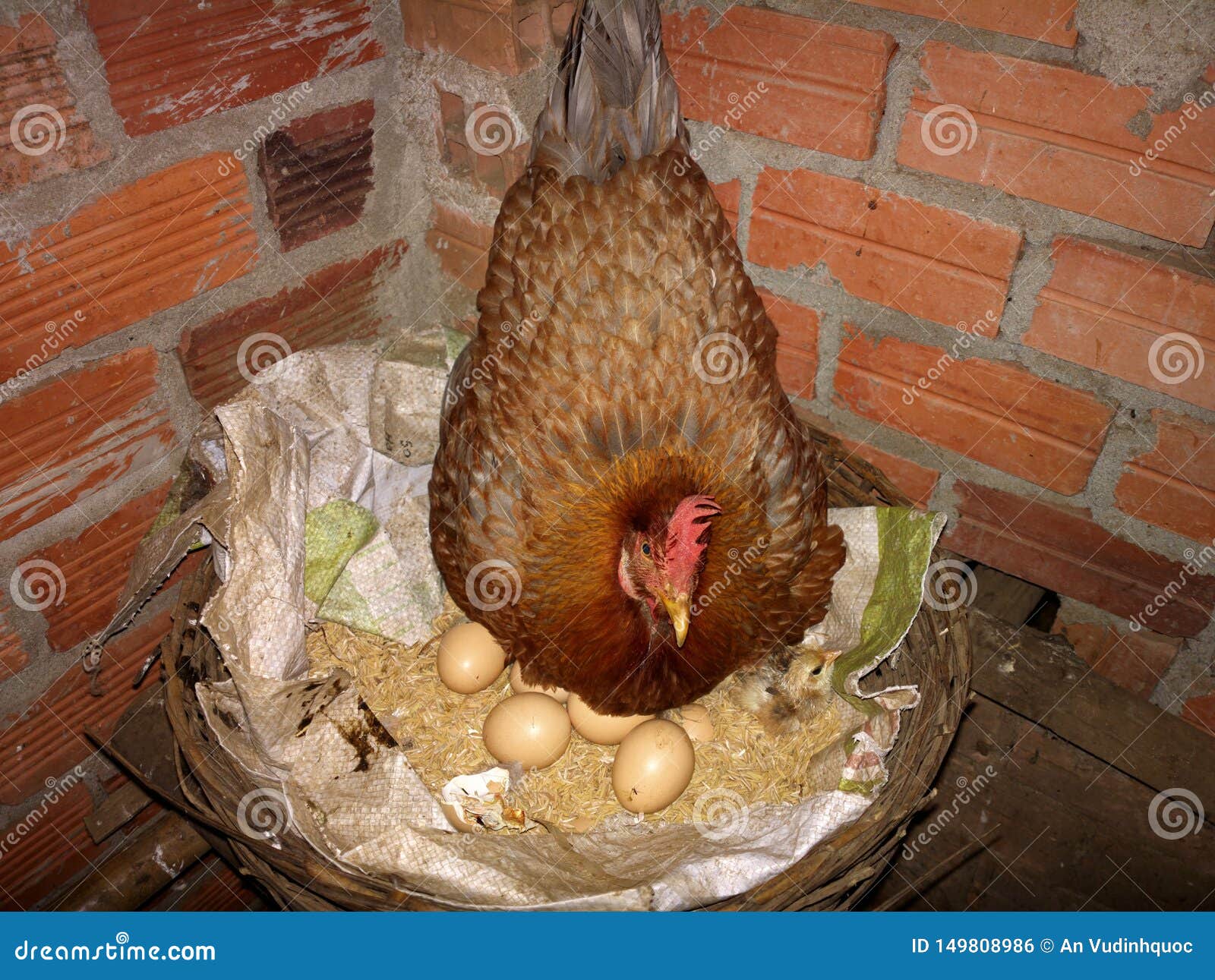 The chicken is hatching stock photo. Image of color - 149808986
