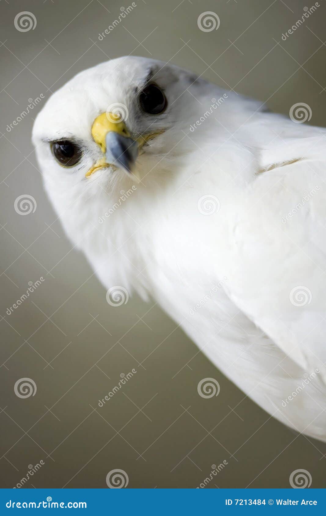 Chicken Hawk stock photo. Image of mother, color, honeysuckle - 7213484