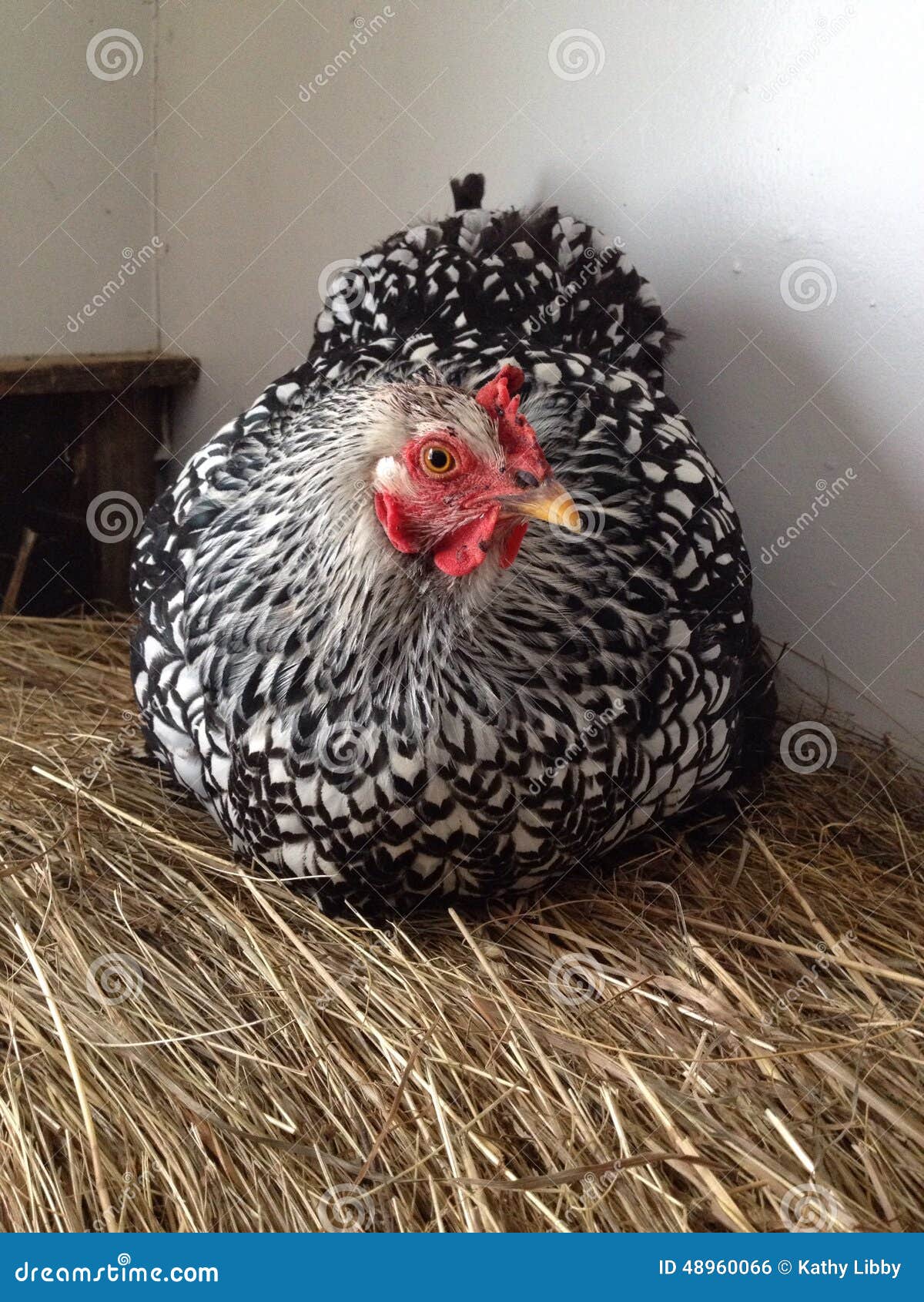 Chicken on a hay bale stock photo. Image of sitting, silverlaced - 48960066