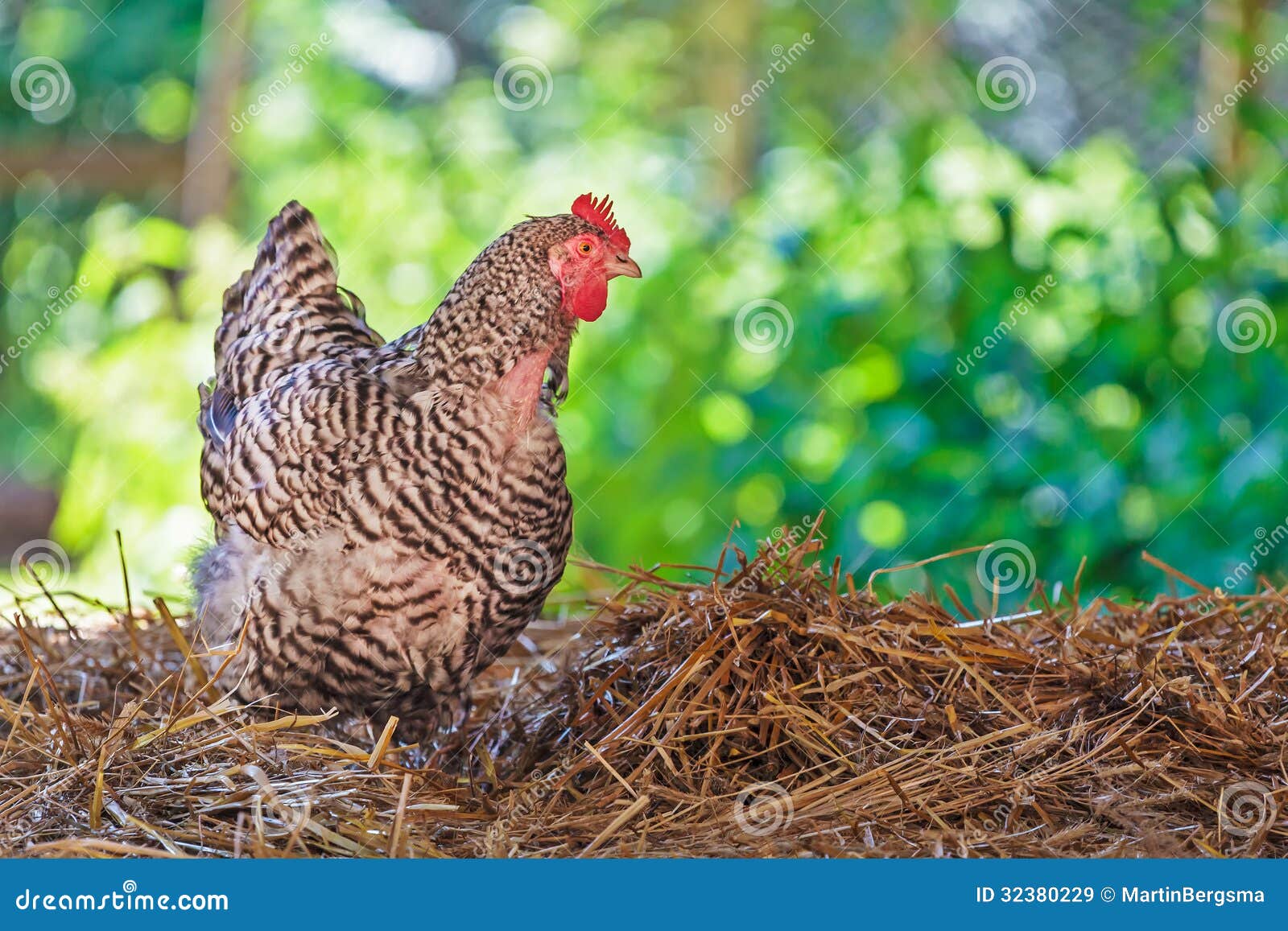 Chicken on Hay on a Free Range Farmyard Stock Image - Image of field ...