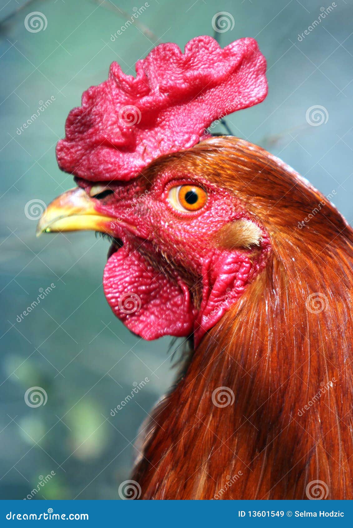 Chicken head stock image. Image of ranch, fowl, male - 13601549
