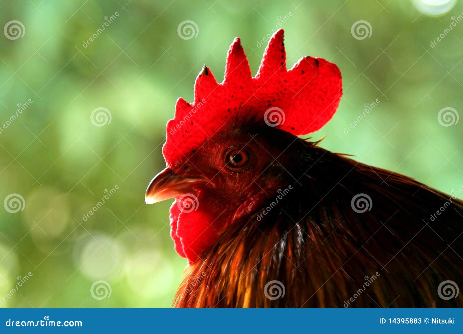 Chicken head stock image. Image of bird, chook, fowl - 14395883