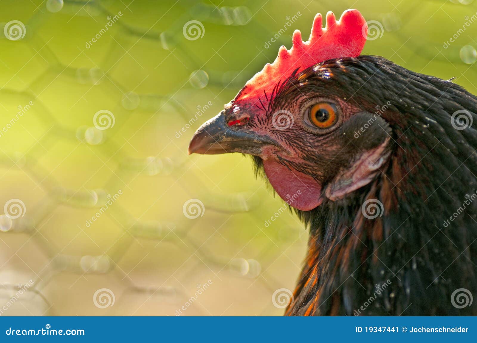 Chicken head stock image. Image of farming, food, closeup - 19347441