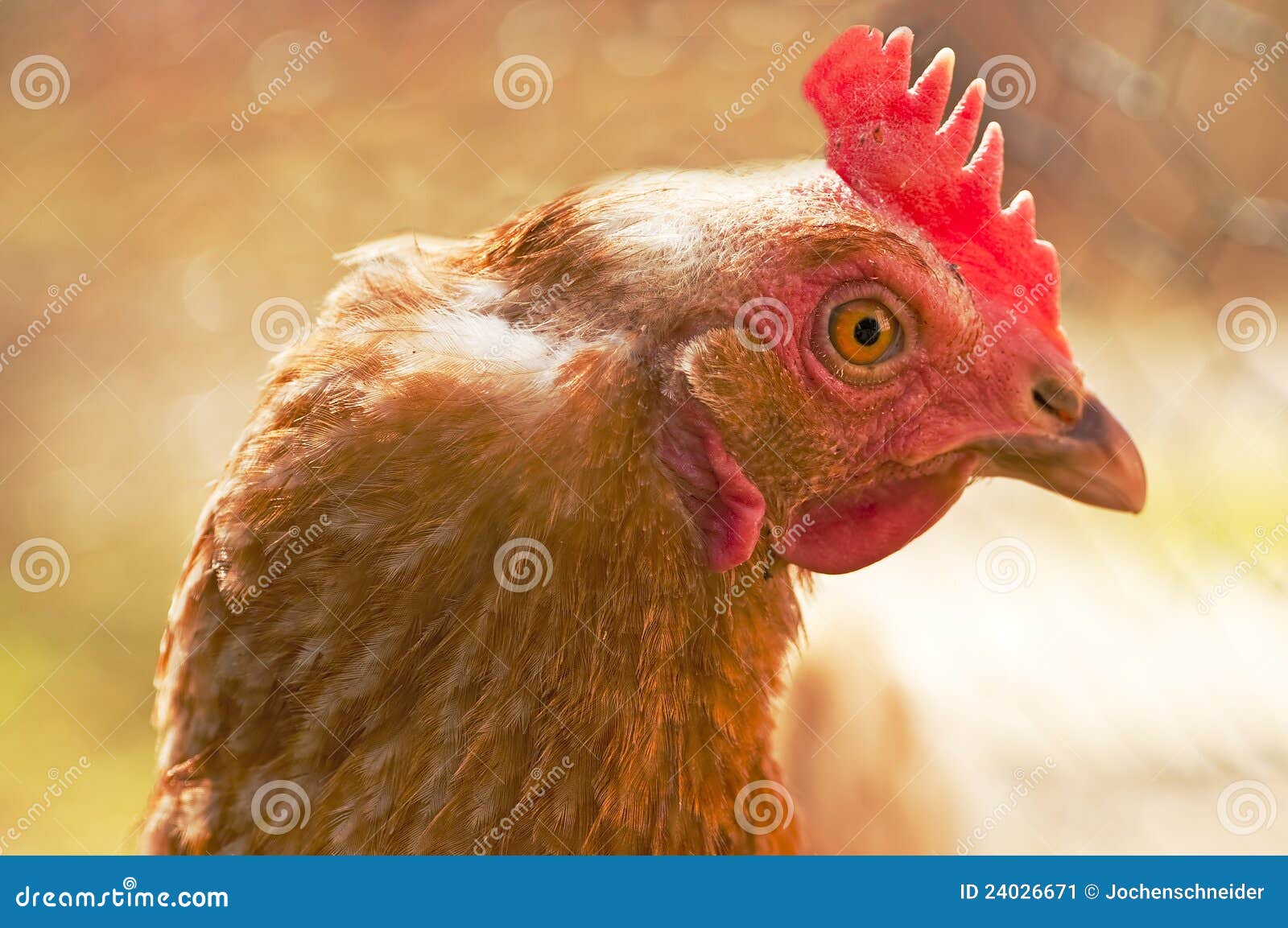 Chicken head stock image. Image of chick, female, portrait - 24026671