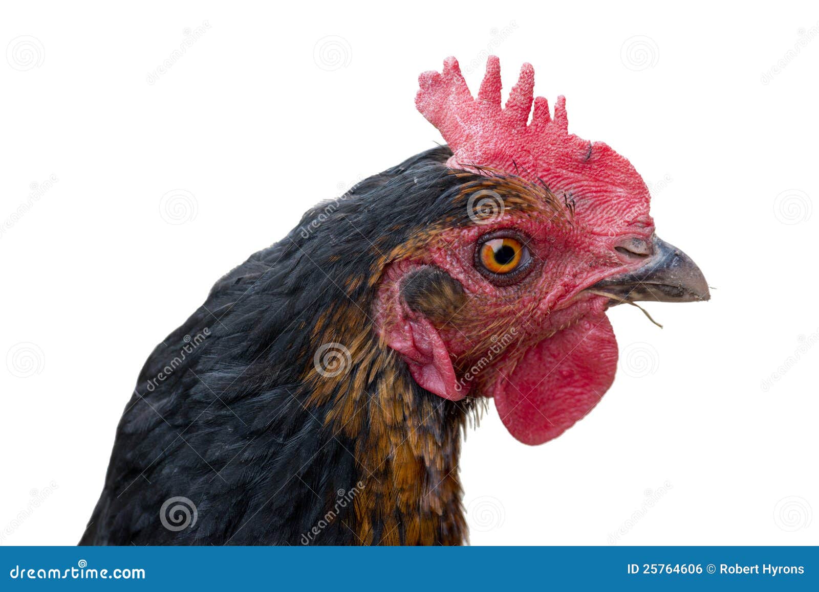 Chicken head stock photo. Image of rooster, birds, powerful - 25764606