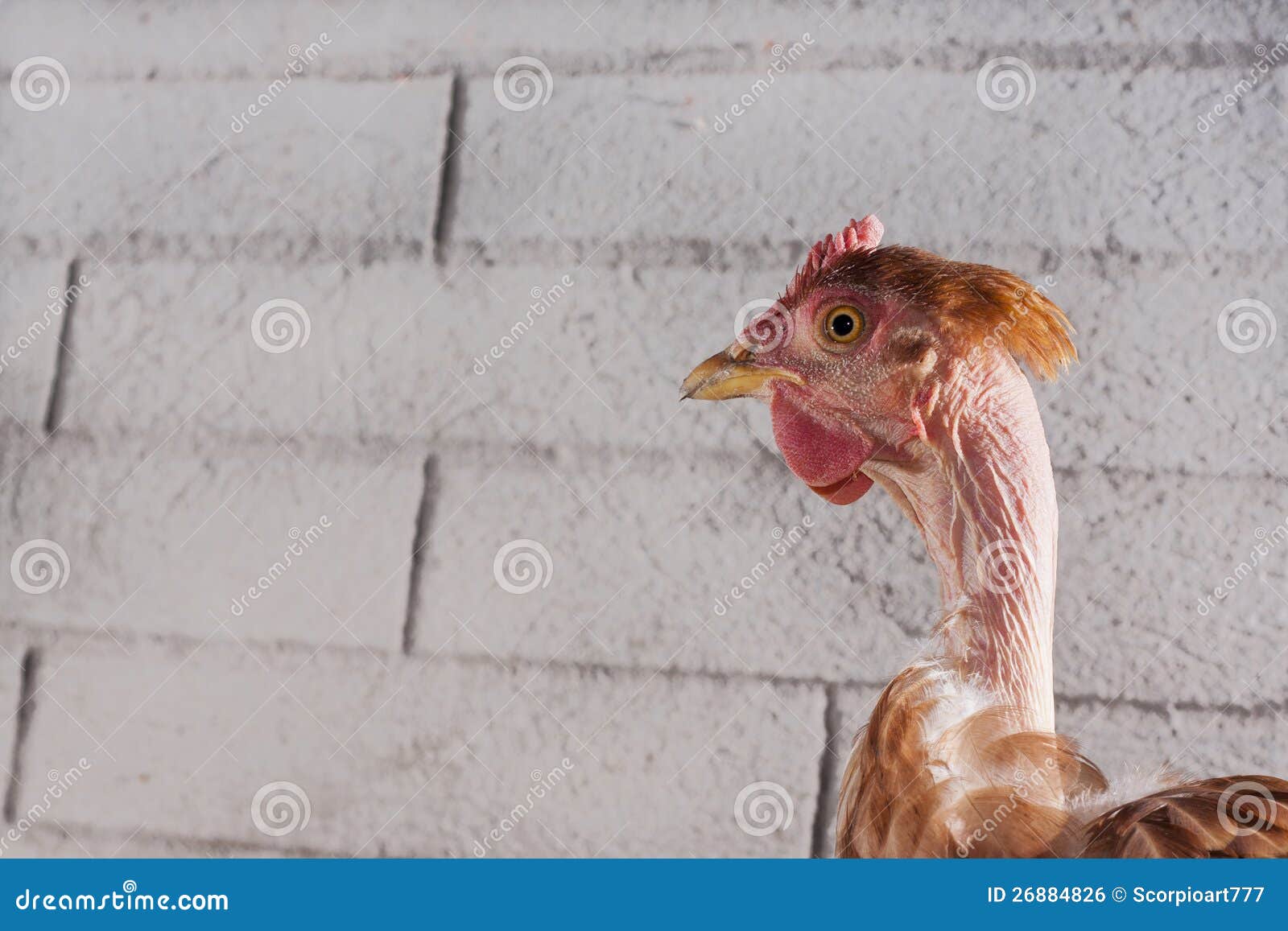 Chicken Head stock photo. Image of brown, farming, feathered - 26884826