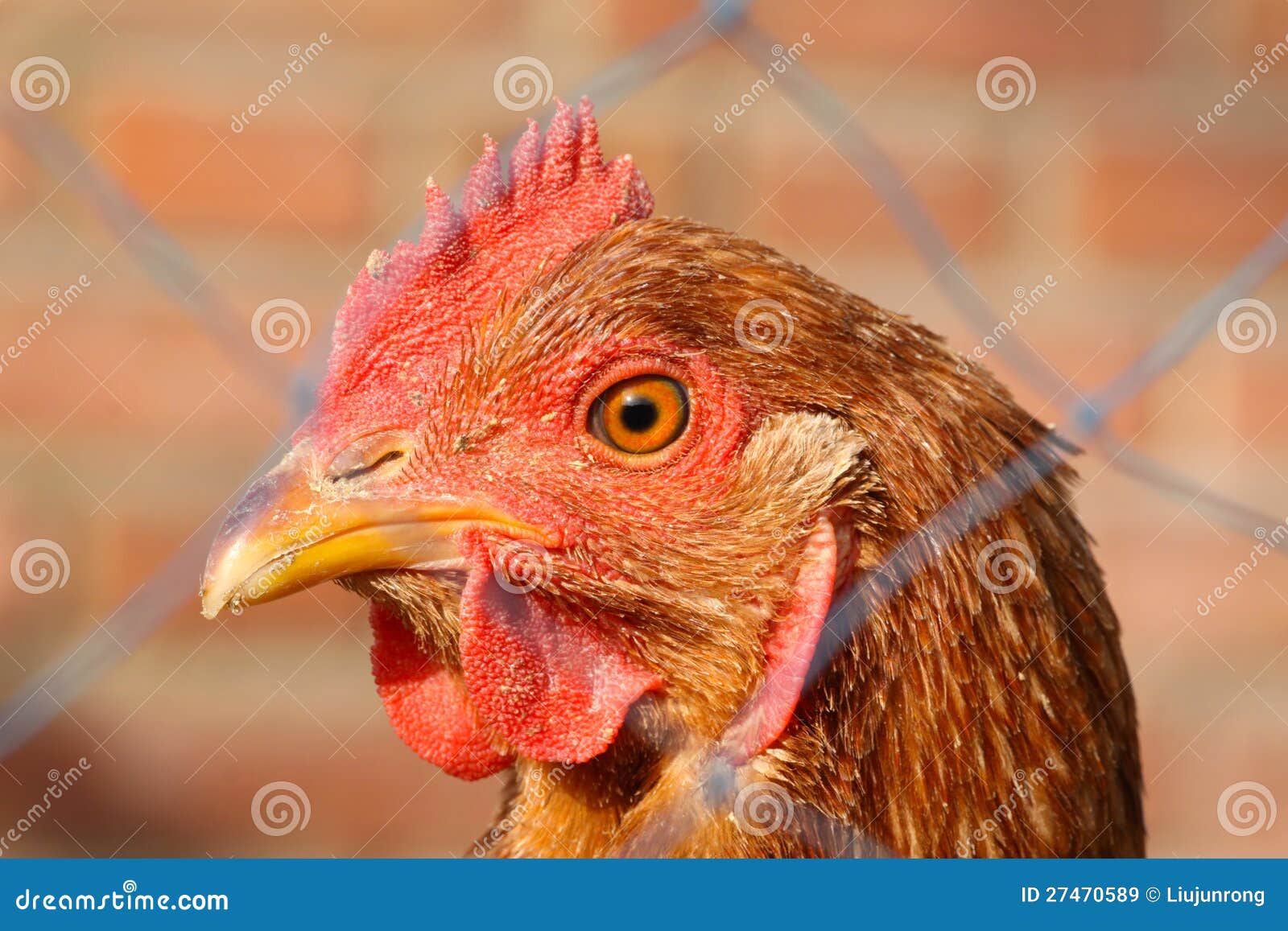 Chicken head stock image. Image of alert, yellow, female - 27470589