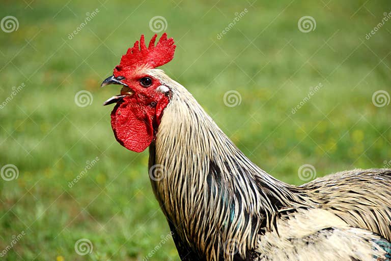 Chicken head stock photo. Image of cockerel, daytime, feather - 9436996
