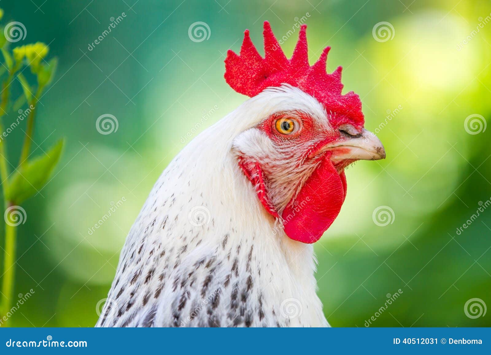 Chicken head stock image. Image of summer, head, beauty - 40512031