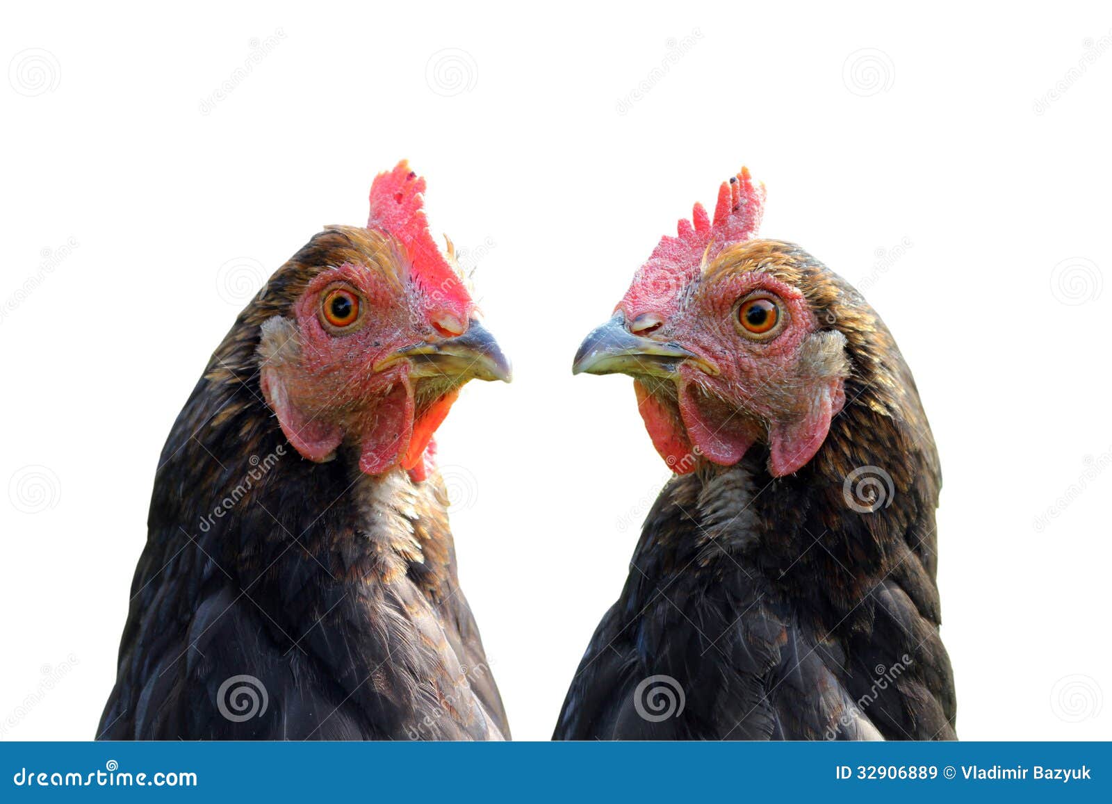 Chicken head stock image. Image of agriculture, colors - 32906889