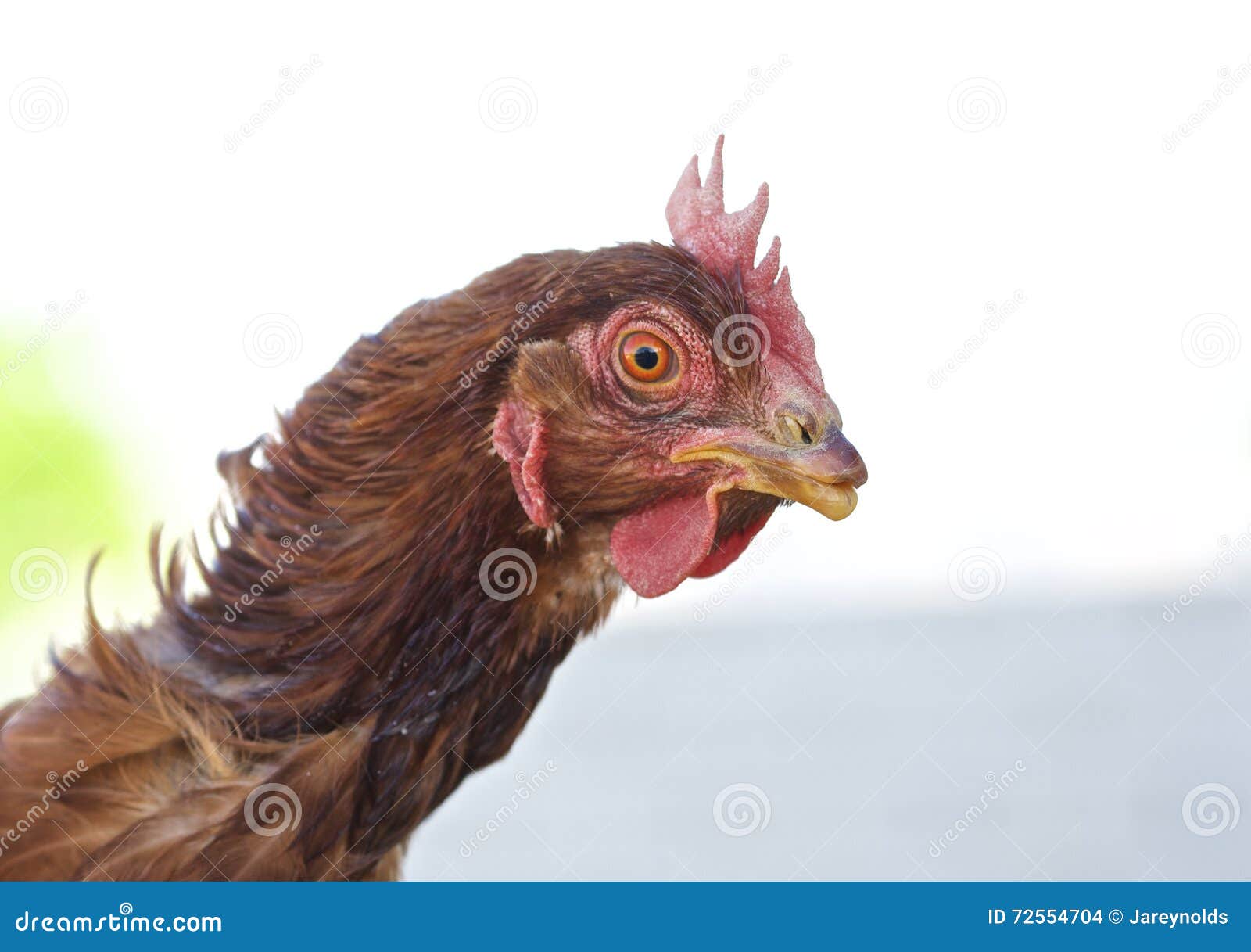 Chicken head stock photo. Image of beak, fowl, chicken - 72554704