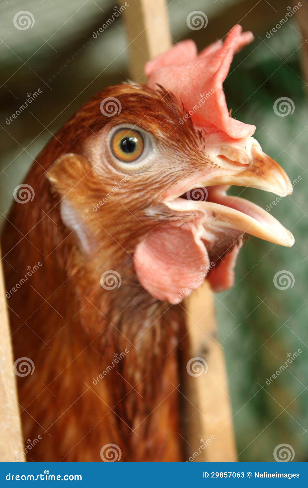 Chicken head stock image. Image of face, closeup, bird - 29857063