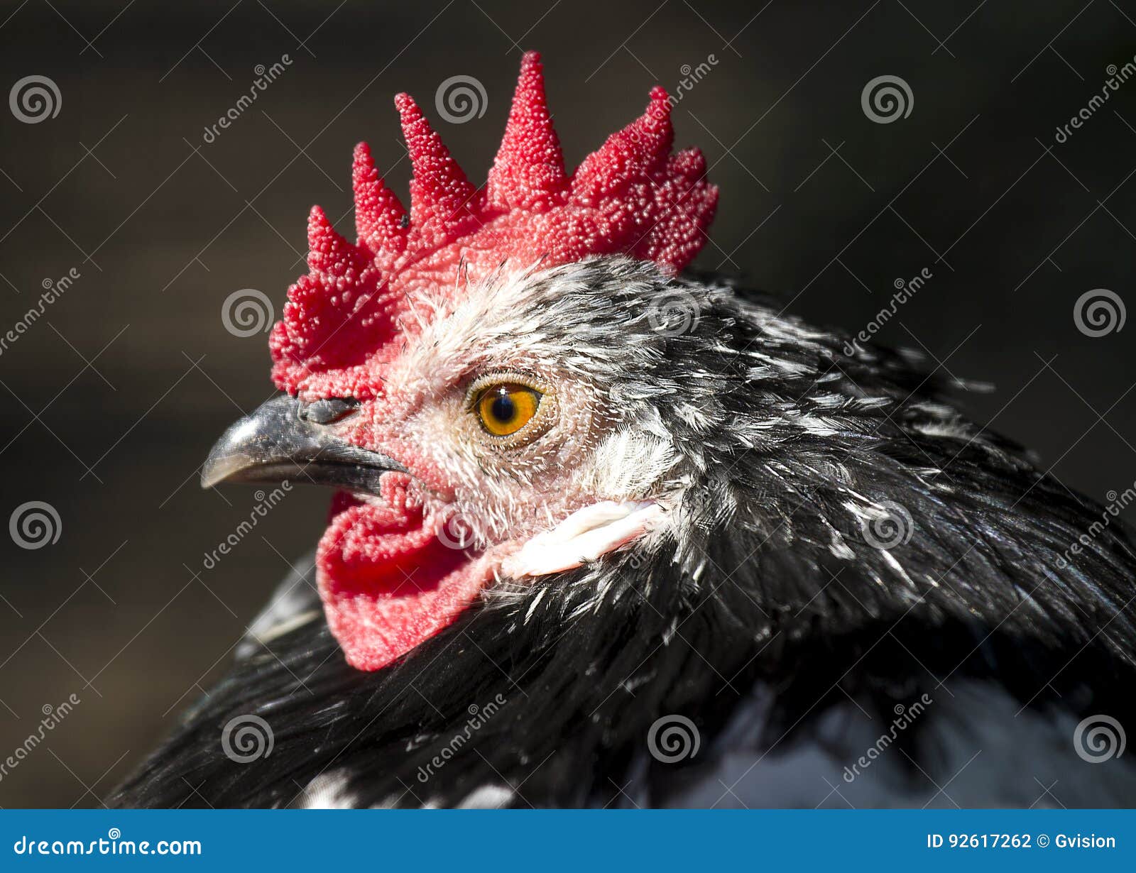 Chicken Head stock photo. Image of animal, nature, species - 92617262