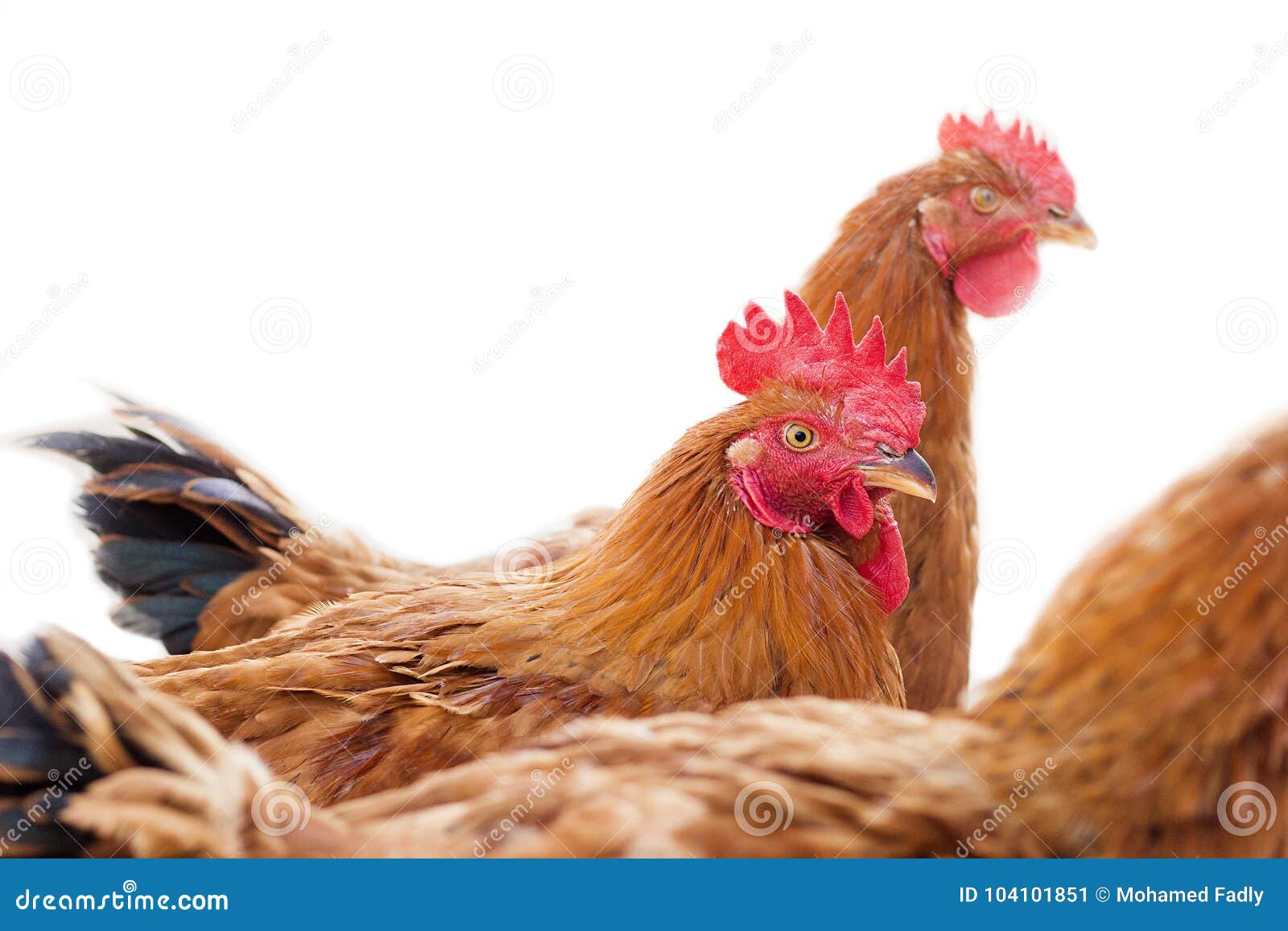 Chicken Head Closeup stock image. Image of fowl, farming - 104101851