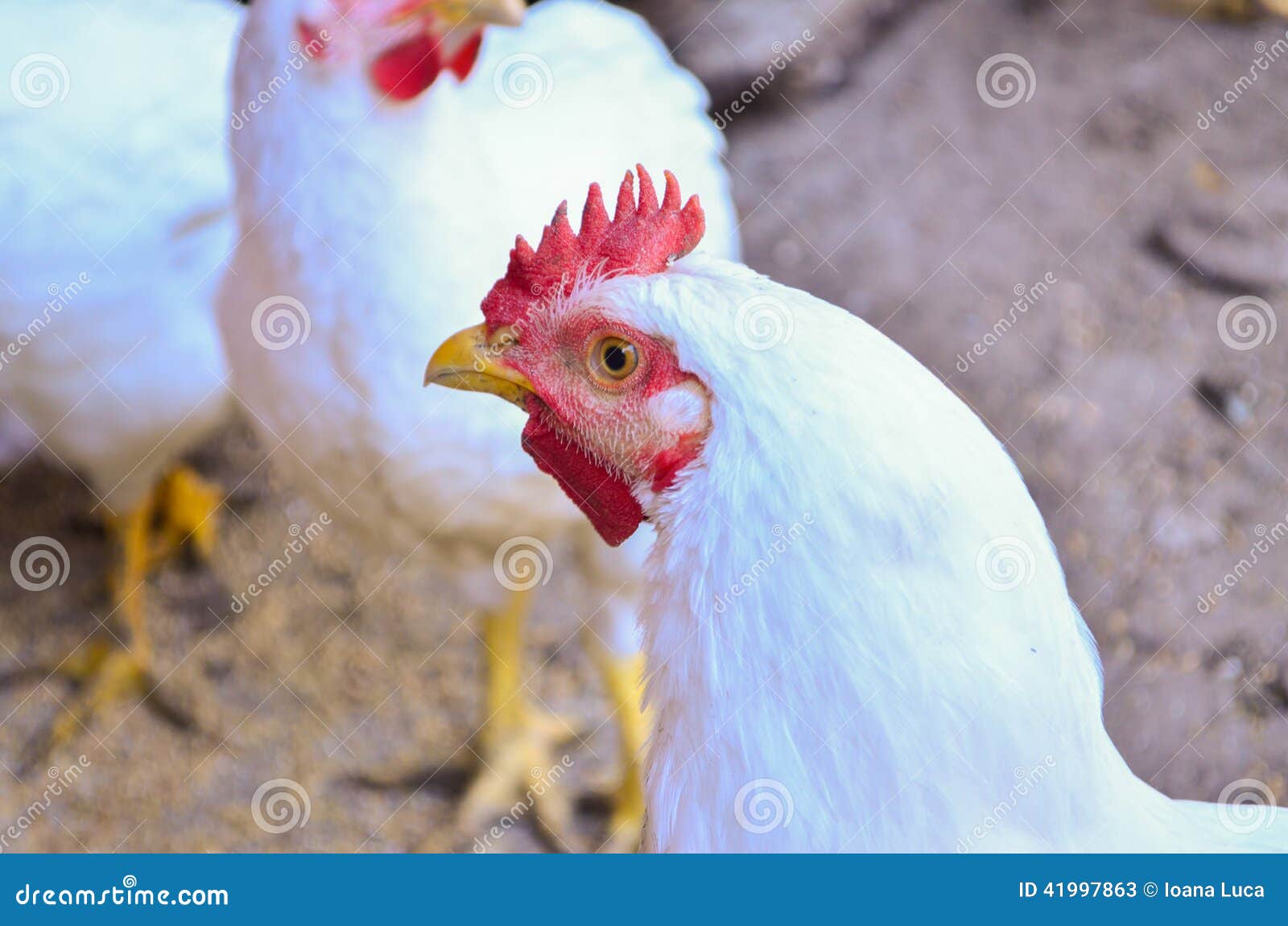 Chicken head stock image. Image of head, farmyard, alert - 41997863